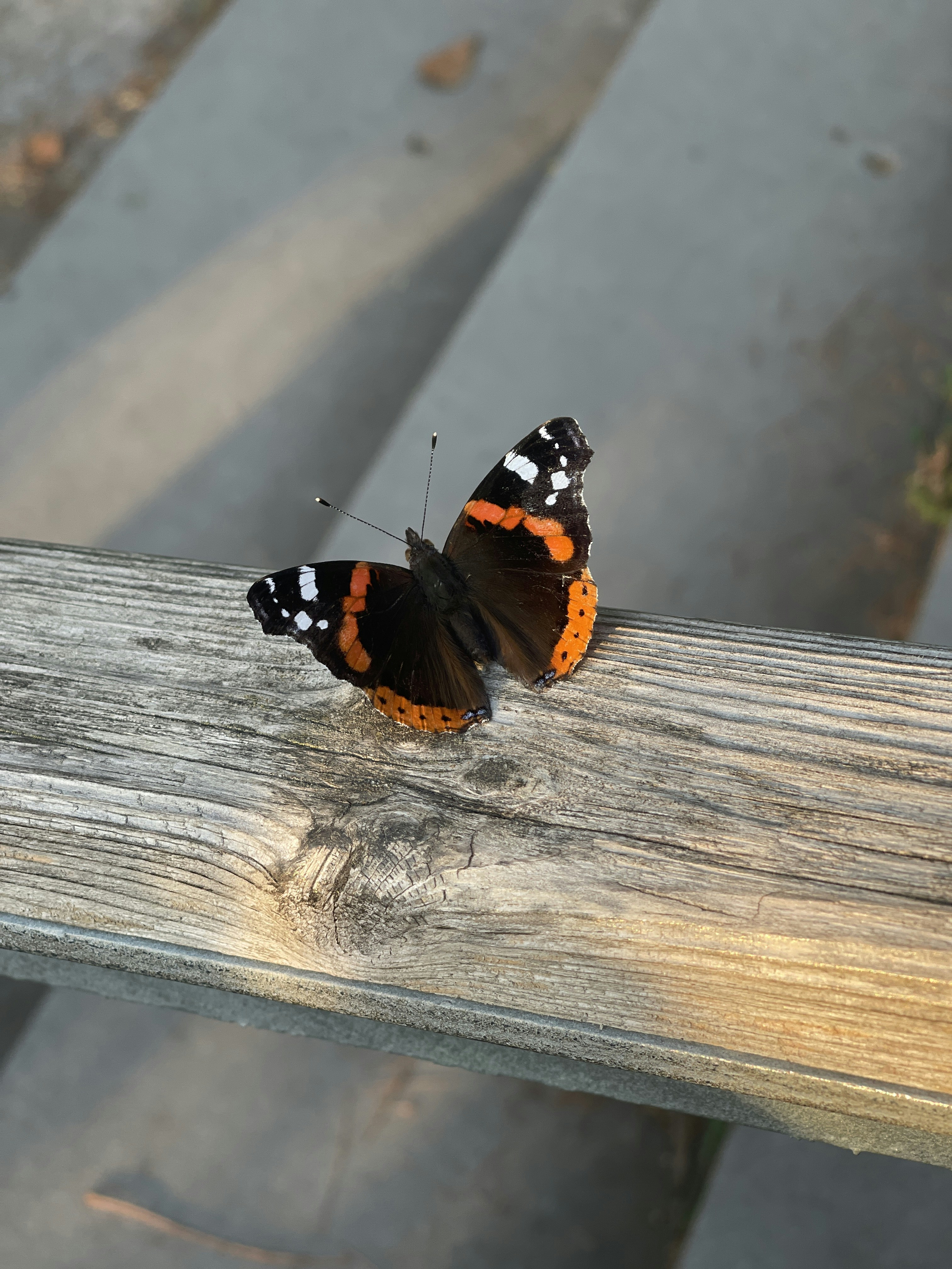 Red Admiral on Weathered Wood: a Moment of Color in Morning Light