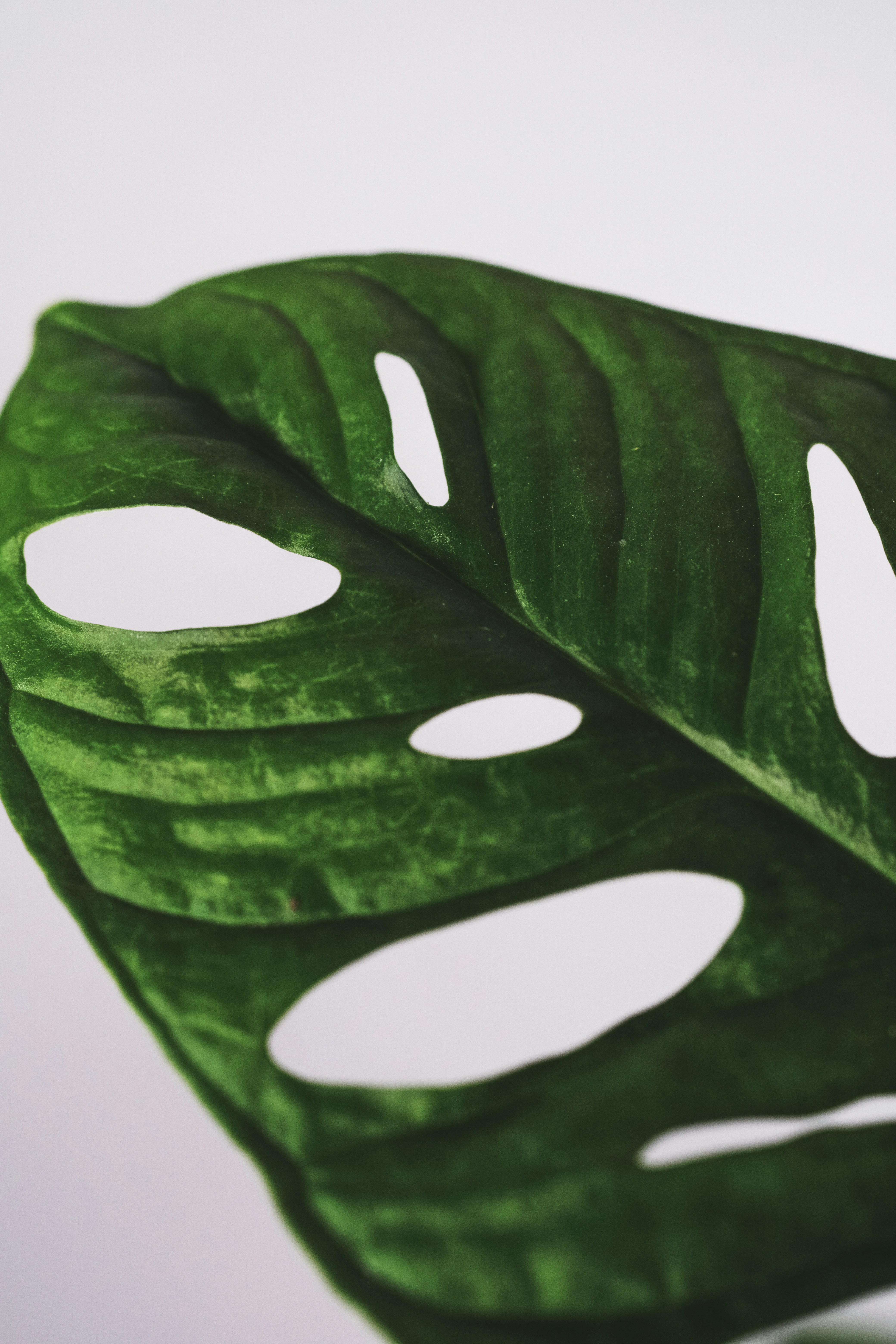 Monochrome Linen of Leaves: A Close-Up of Veined Green
