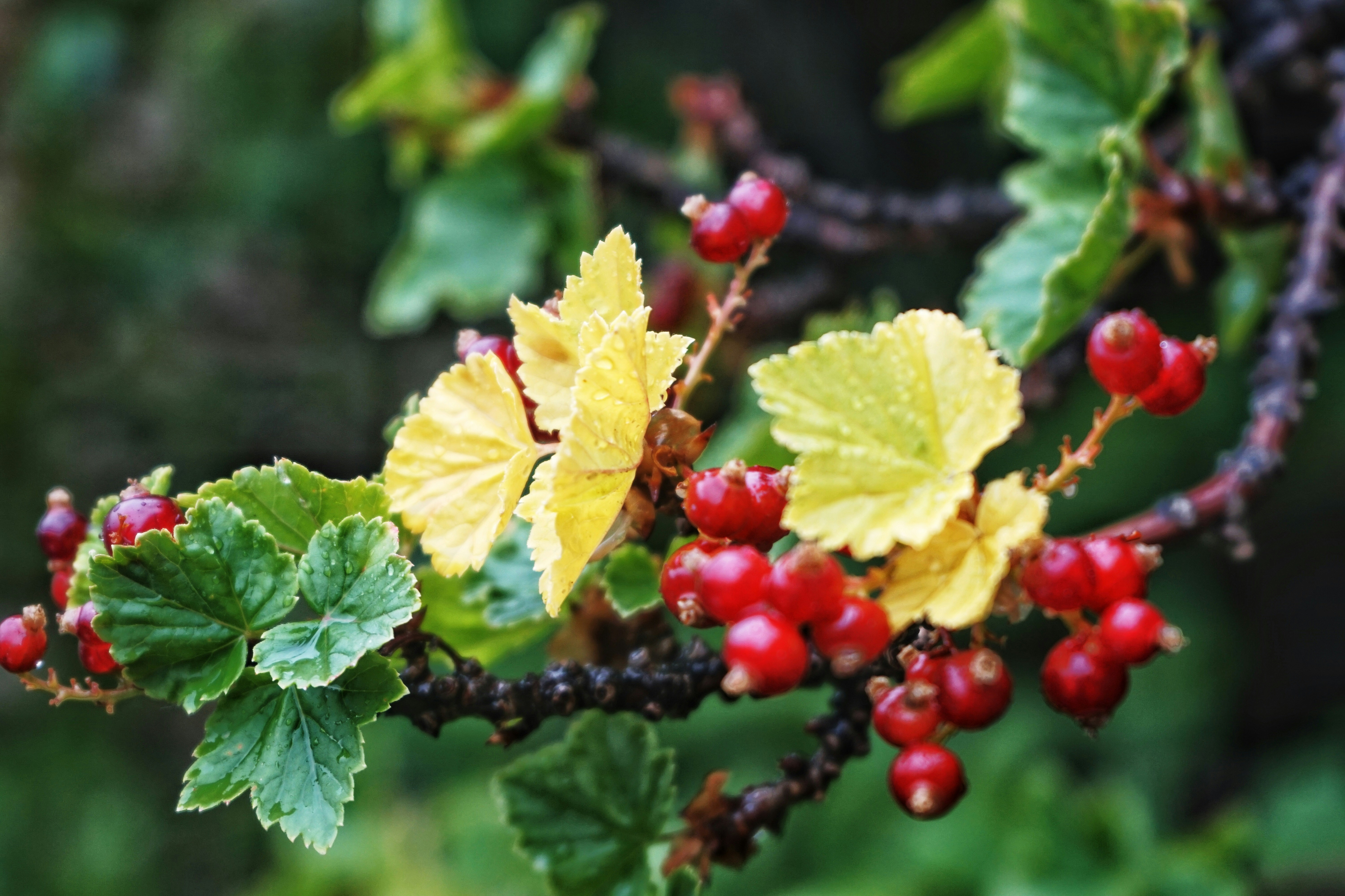 Fruits ronds jaunes et rouges photo – Image gratuite de Planter sur ...