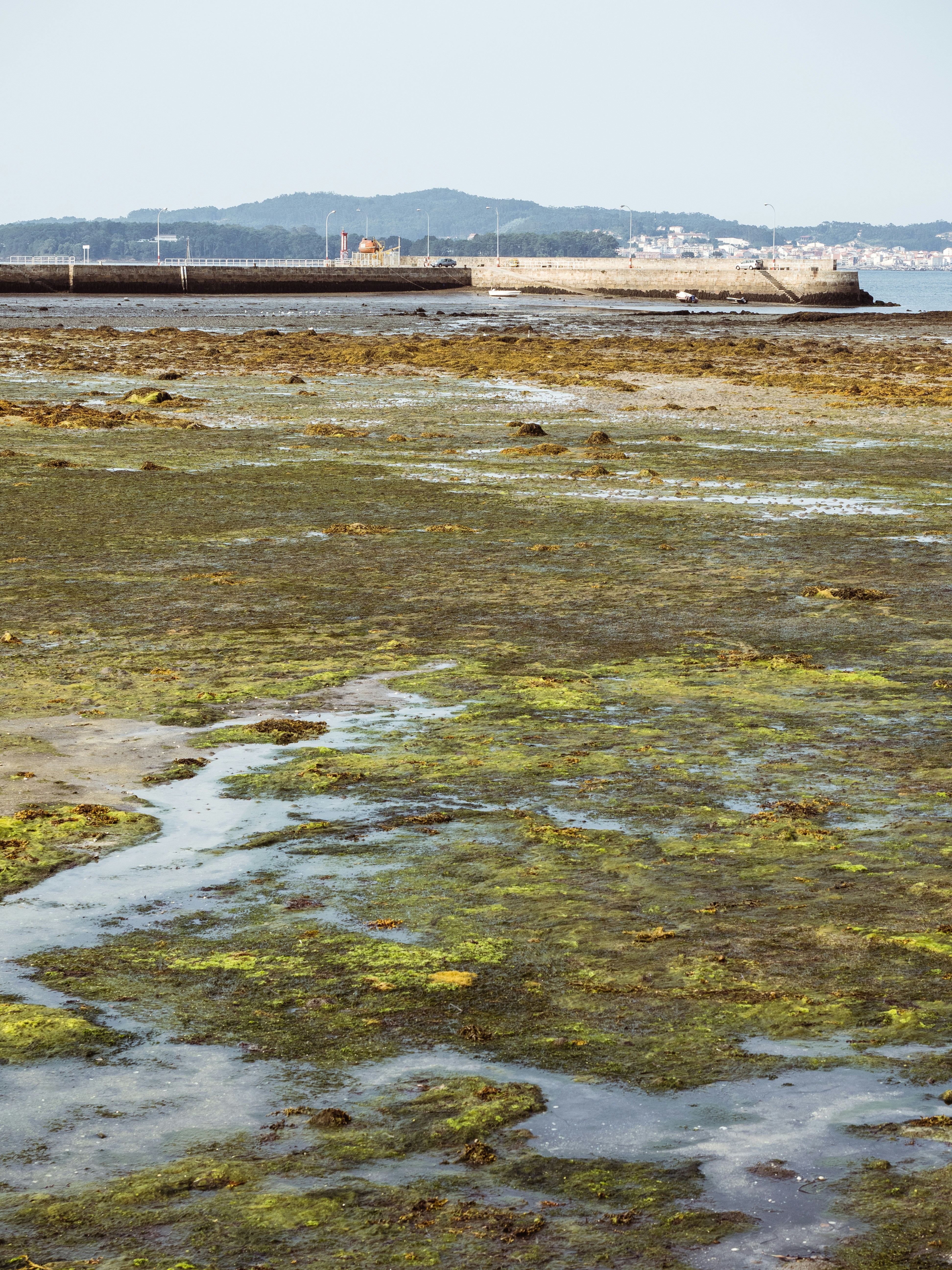 Foreshore Mosaic: Algae Flats Lead to a Distant Breakwater