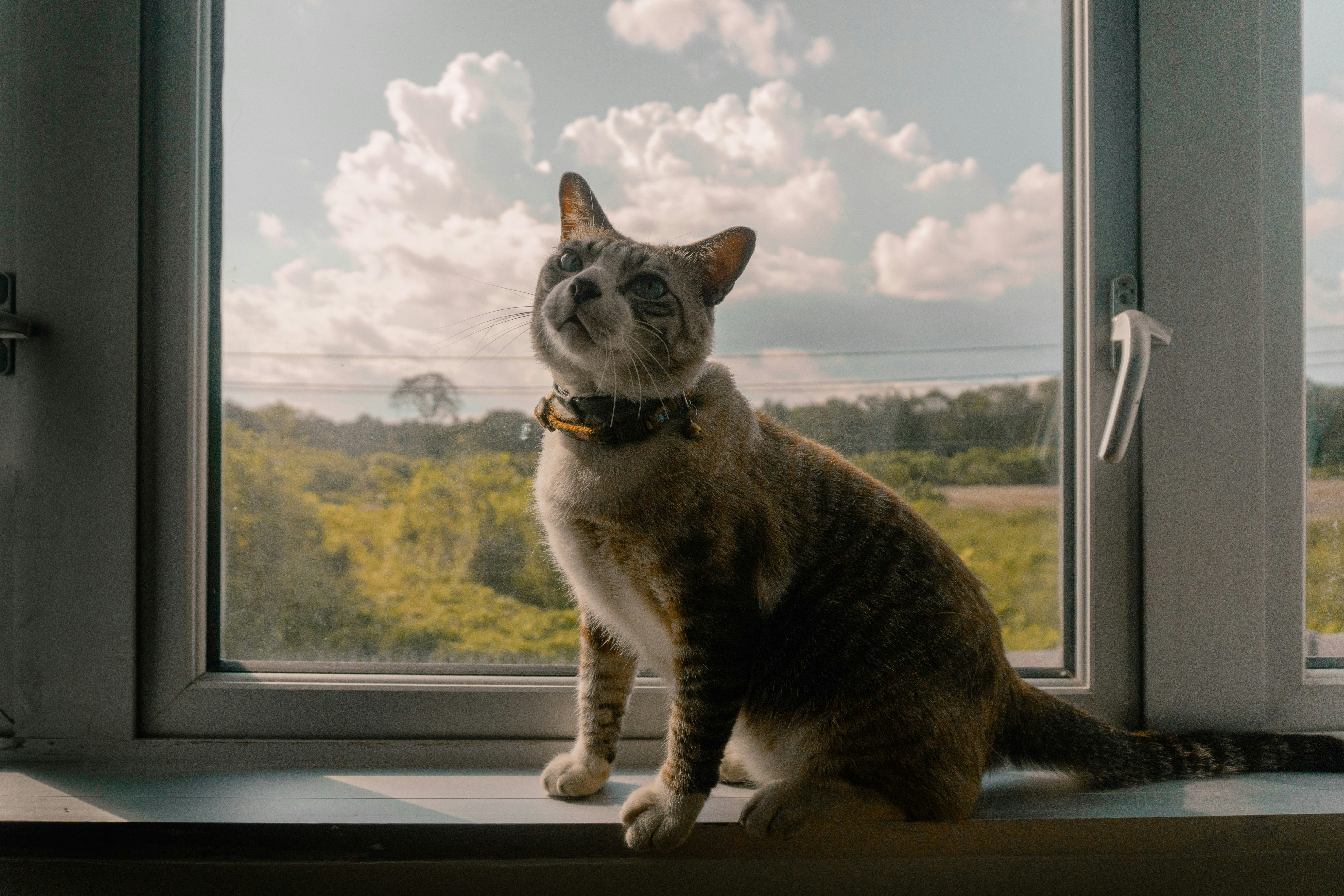 Whiskered Watcher at the Window