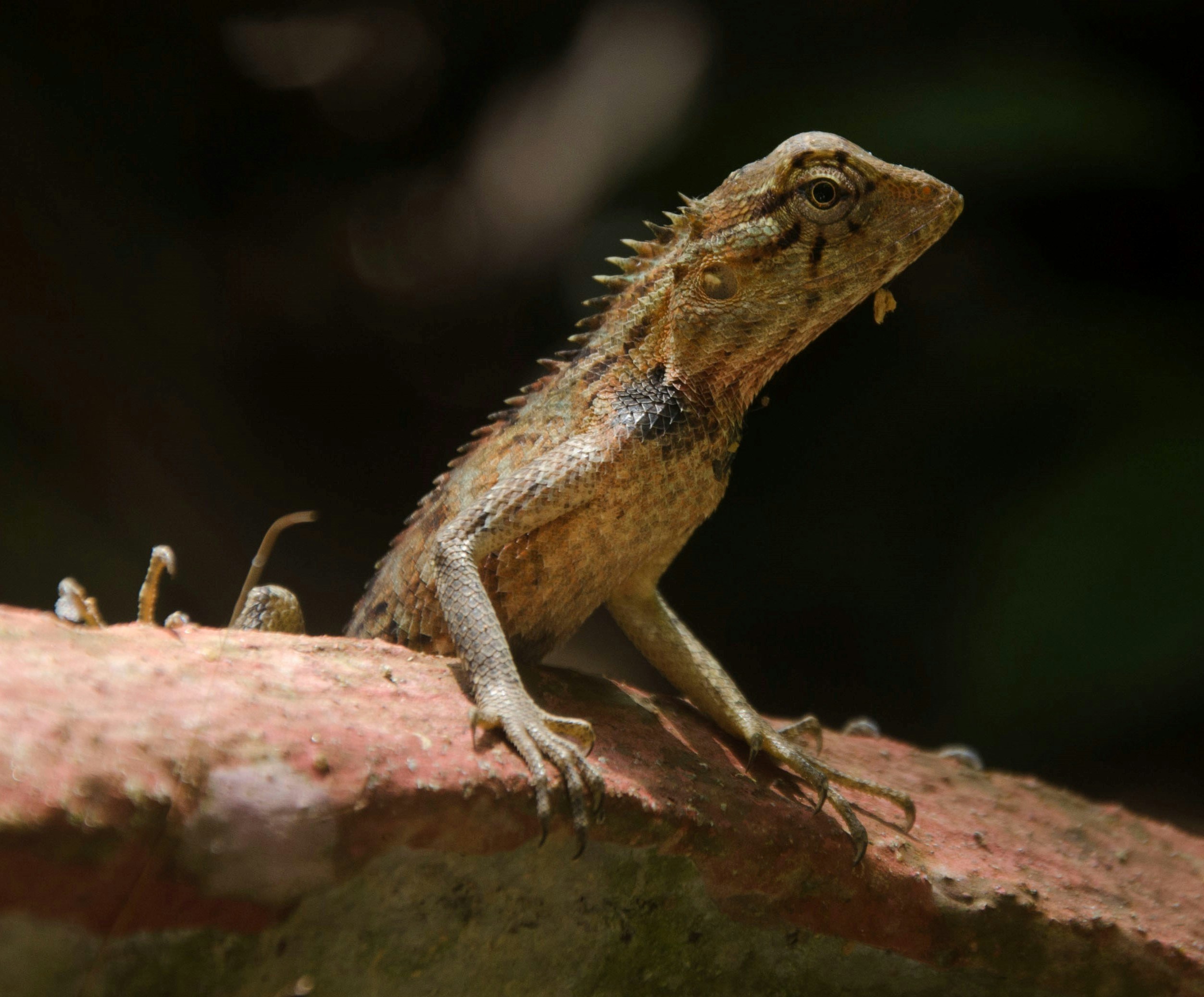 Brown and white lizard on brown rock during daytime photo – Free Sri ...