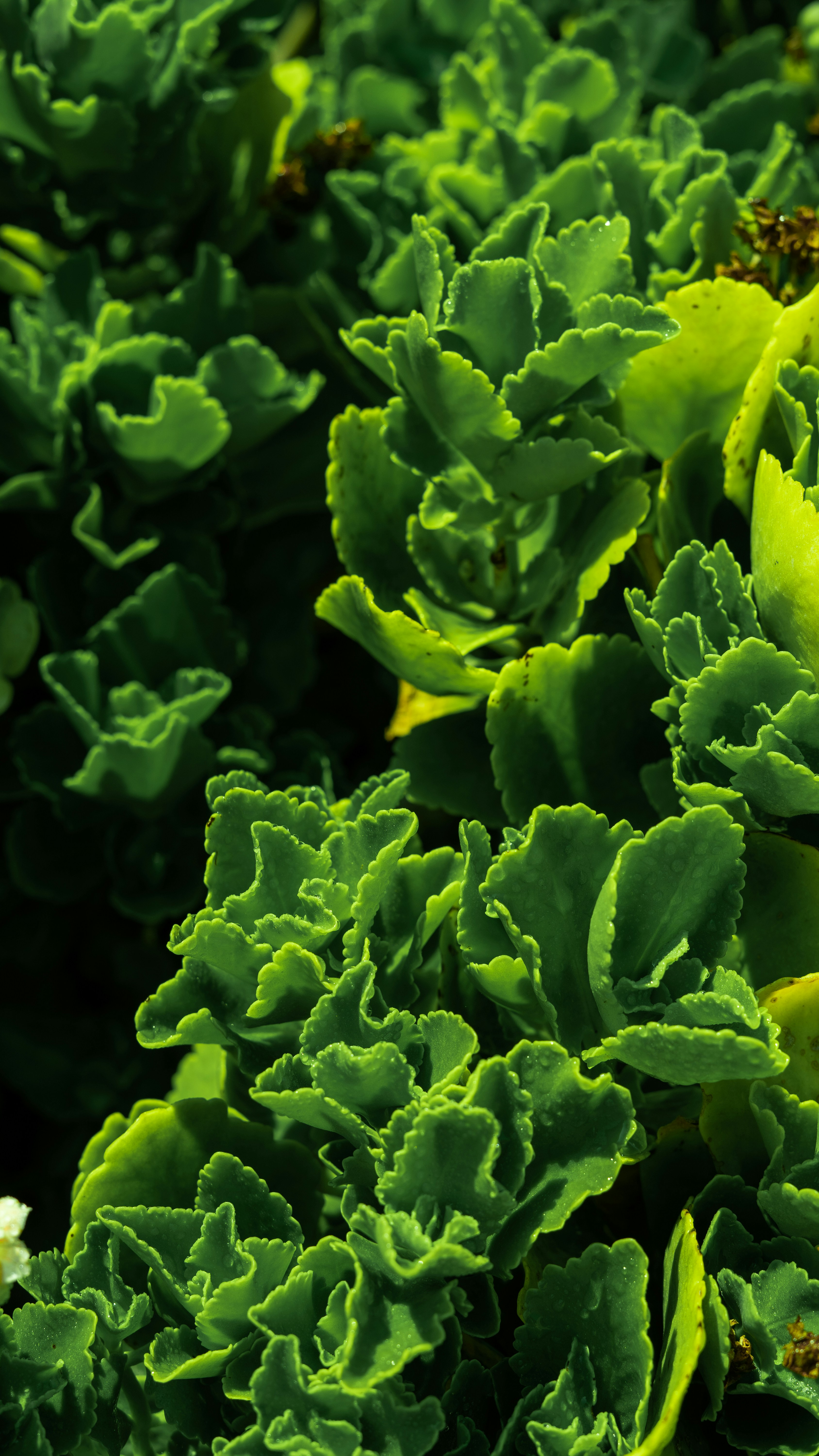 Dense clusters of vibrant green leaves showcasing intricate textures and varying shades. The composition highlights the richness of plant life in a natural setting.