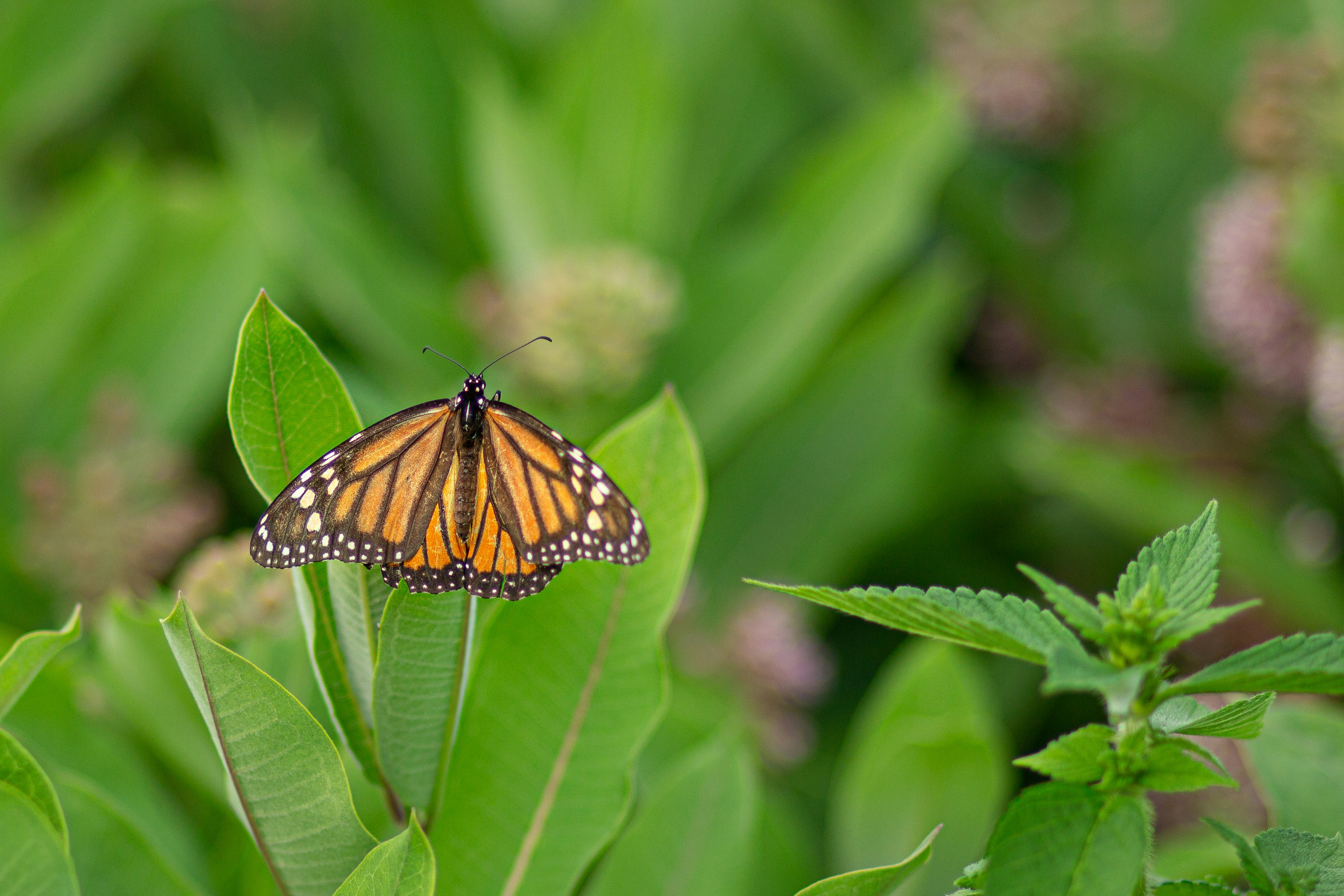 Monarch butterfly perched on green leaf in close up photography during ...