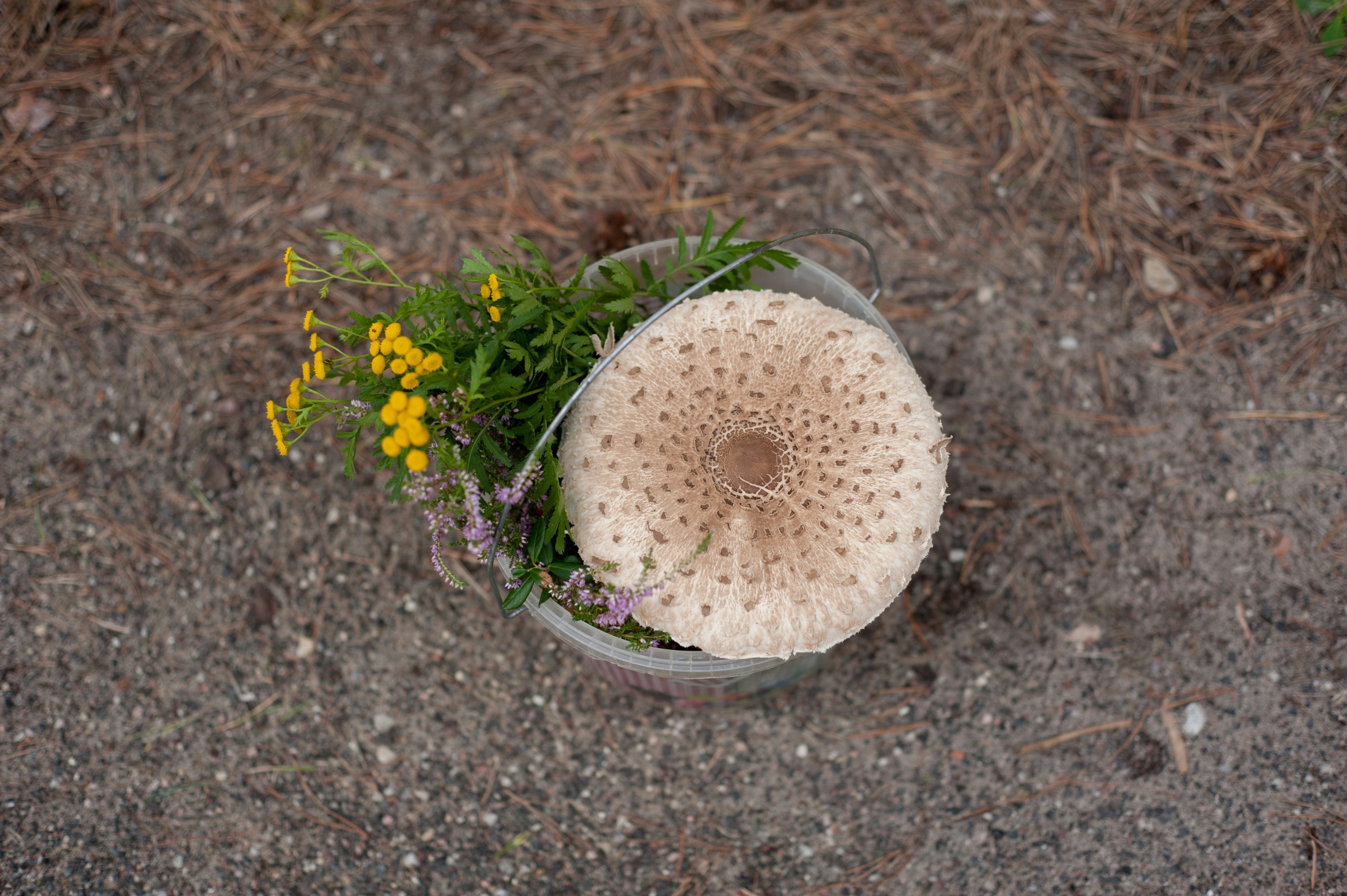 white flower on brown soil