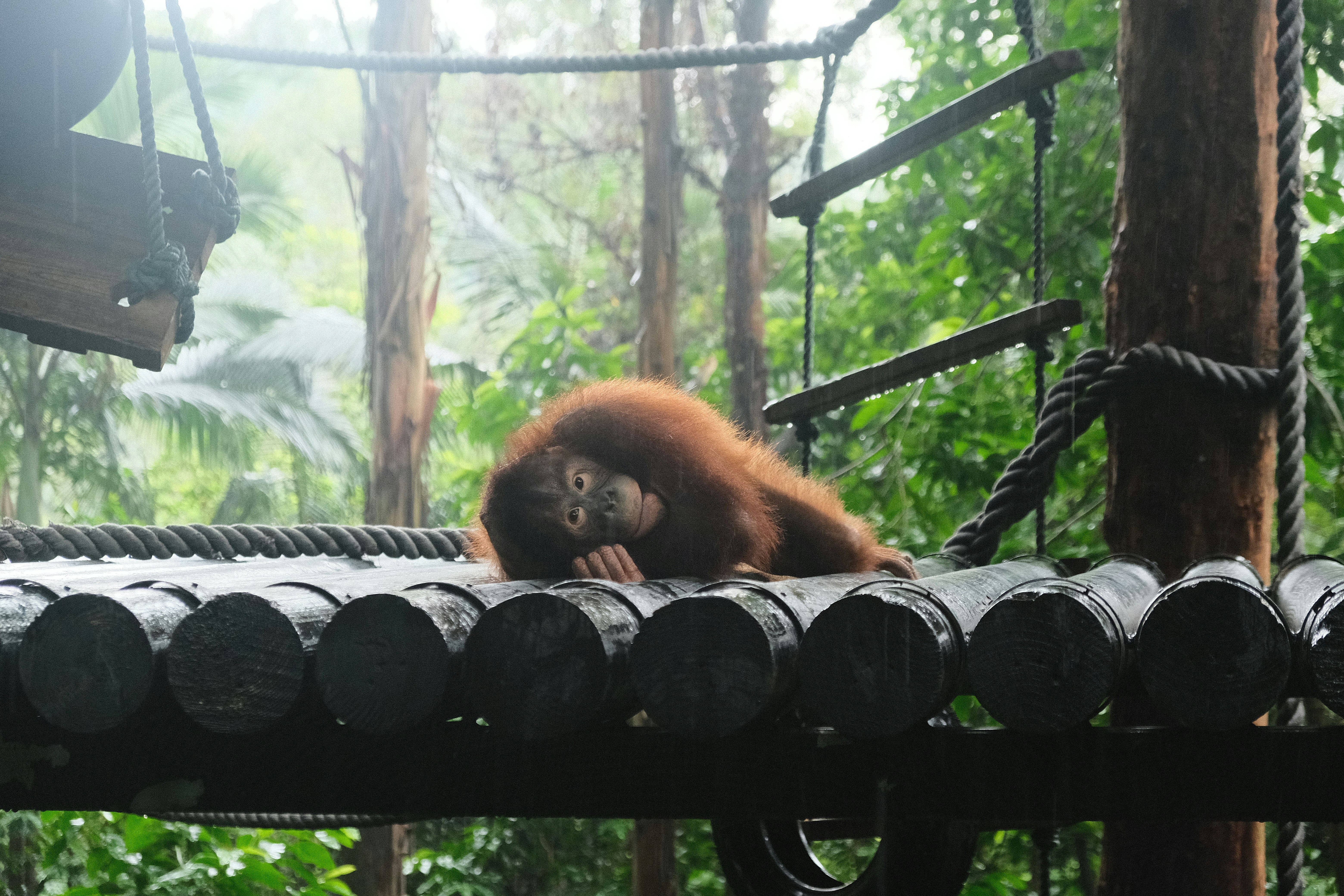 A Moment of Reflection in the Canopy