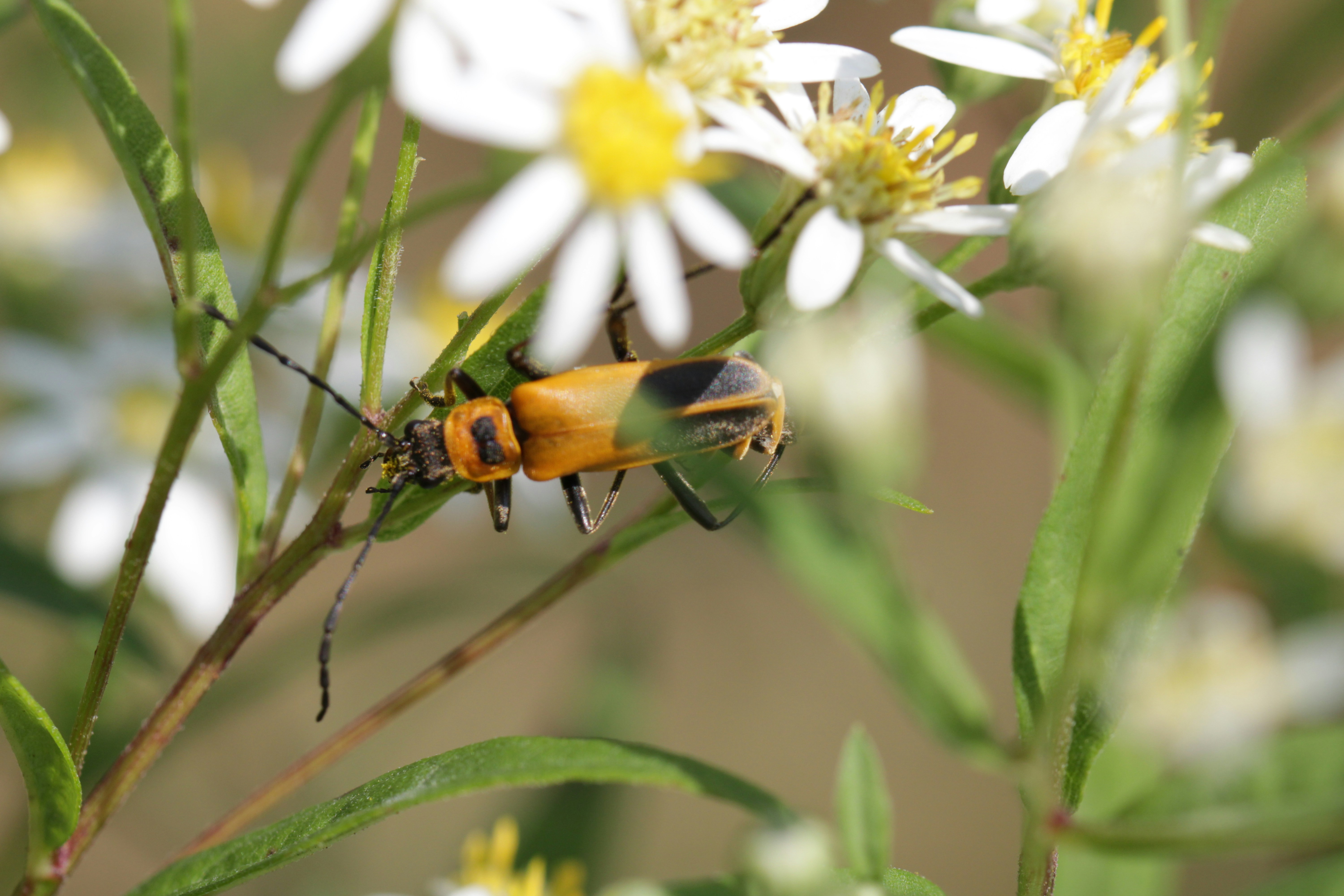 Amber Beetle on a Daisy Stem: a Macro Meadow Moment
