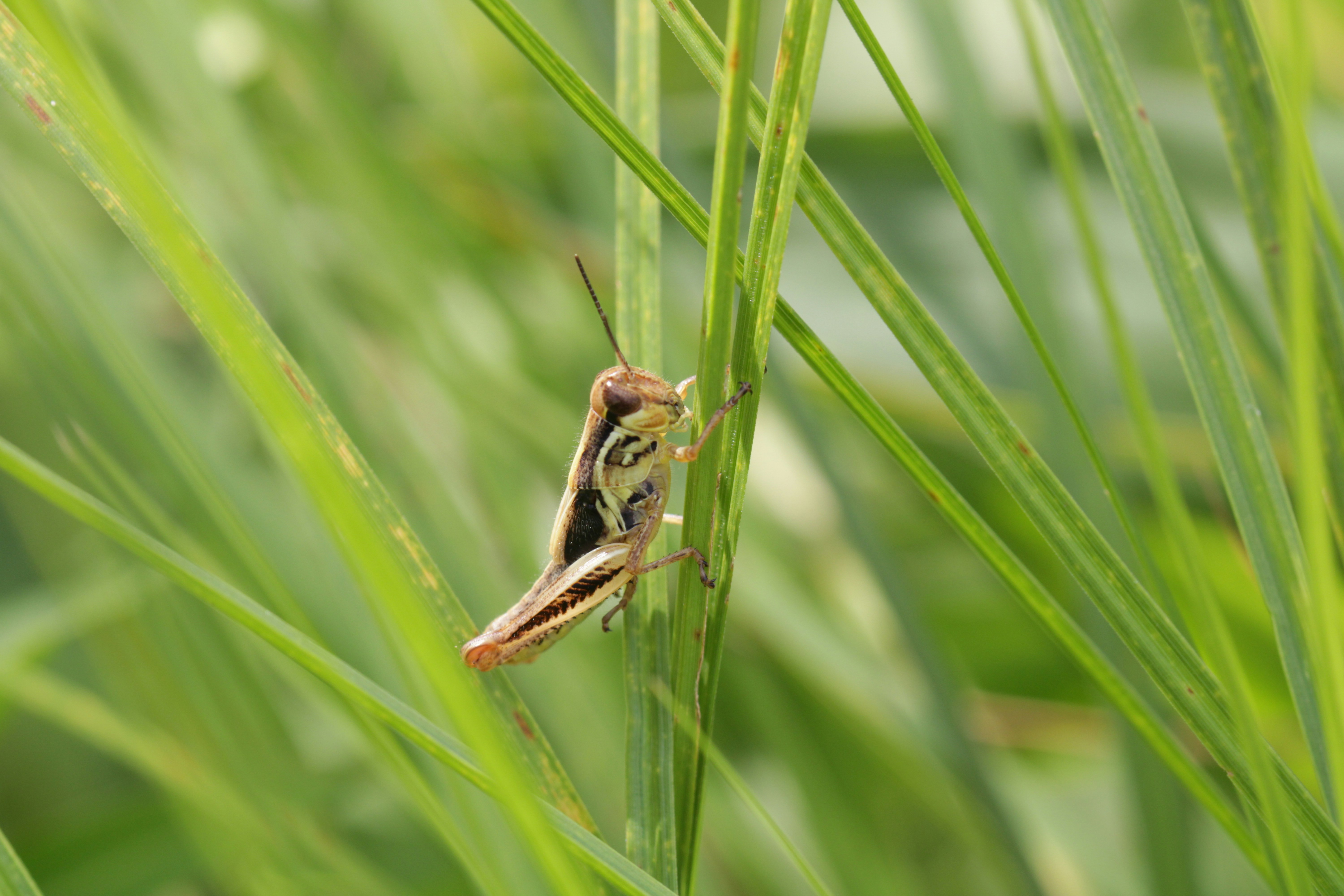 Copper-Striped Grasshopper Perched Among Emerald Blades