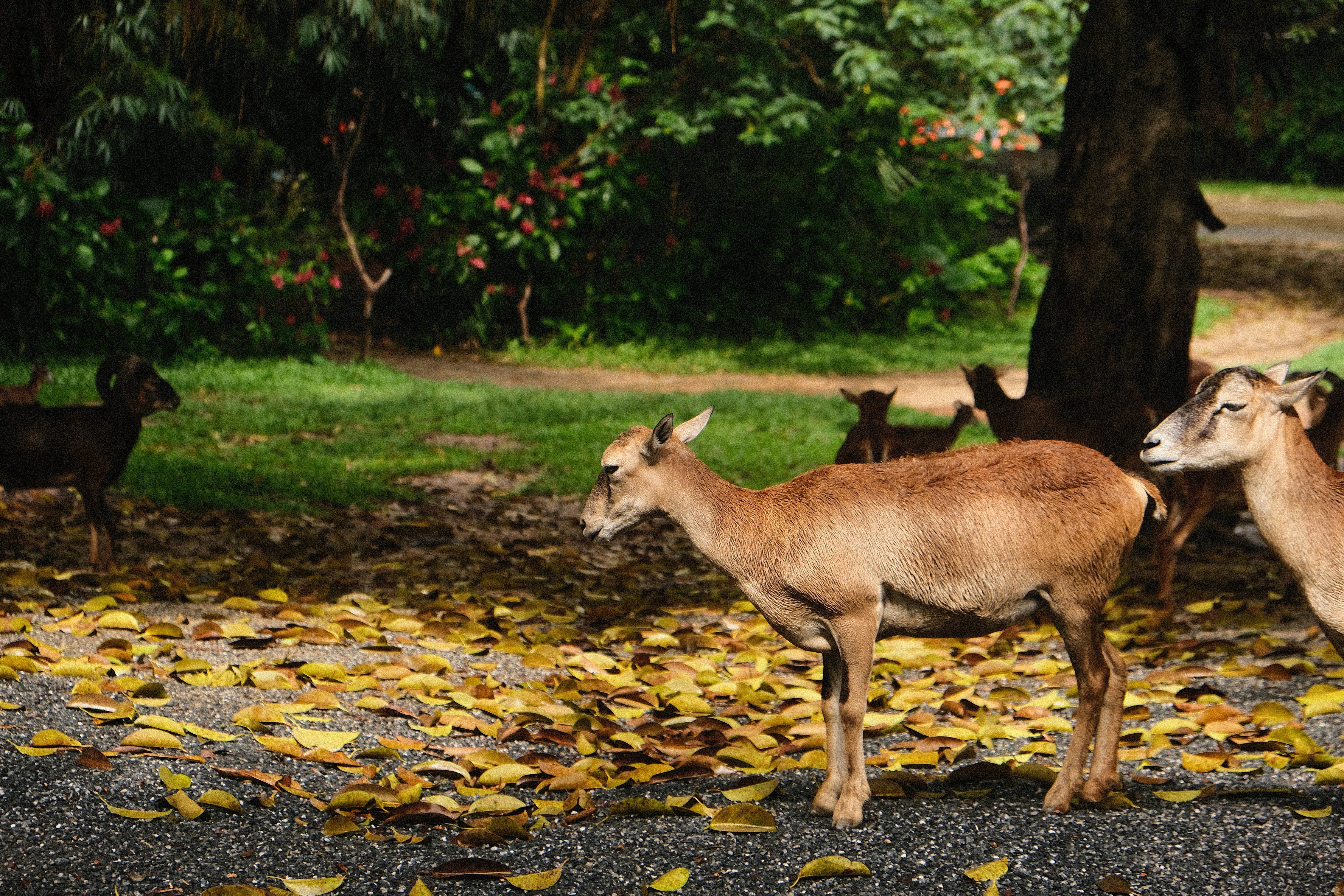 A group of deer foraging among a carpet of fallen yellow leaves in a lush green park.