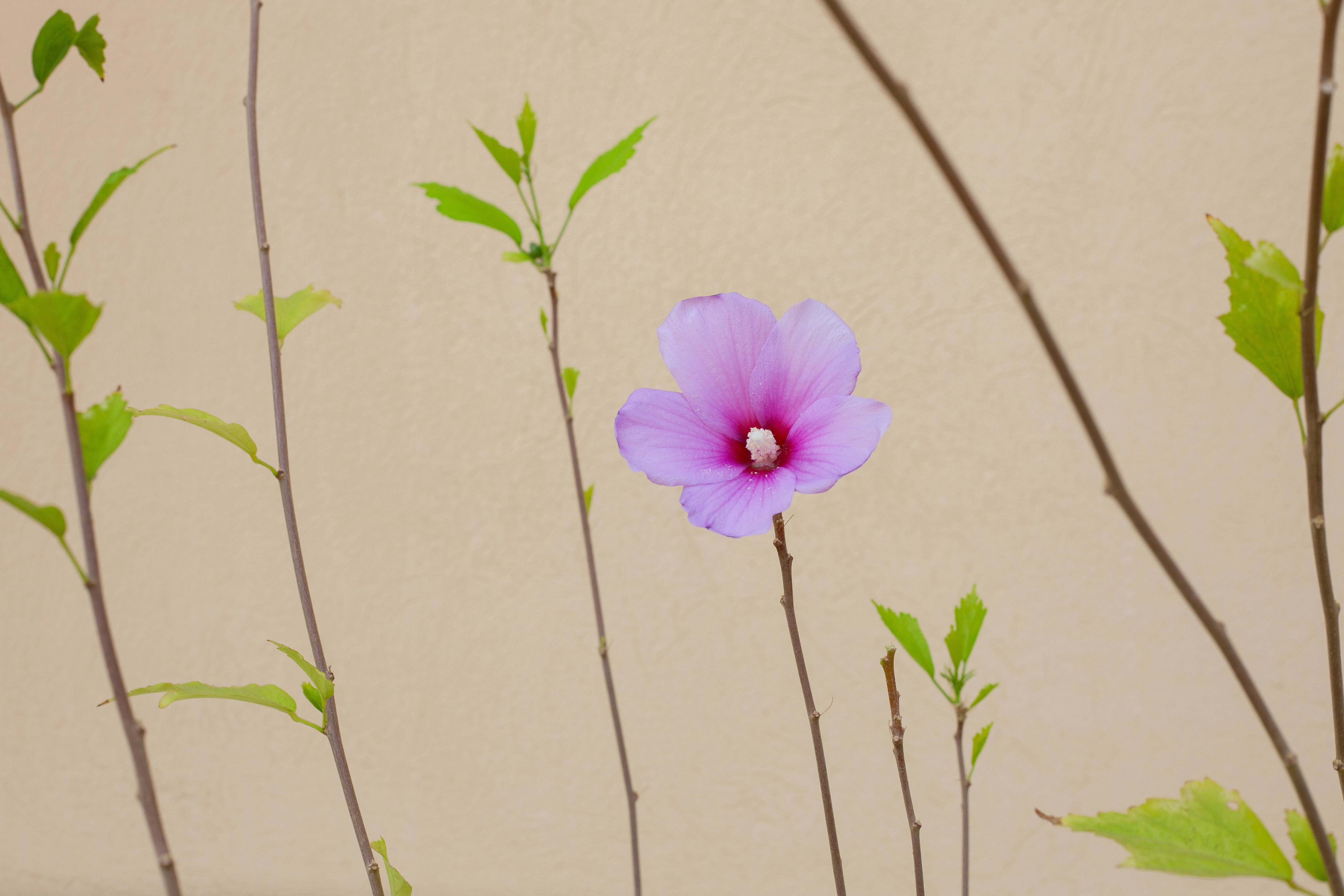 Singleton Purple Morning Glory Against a Minimal Beige Backdrop
