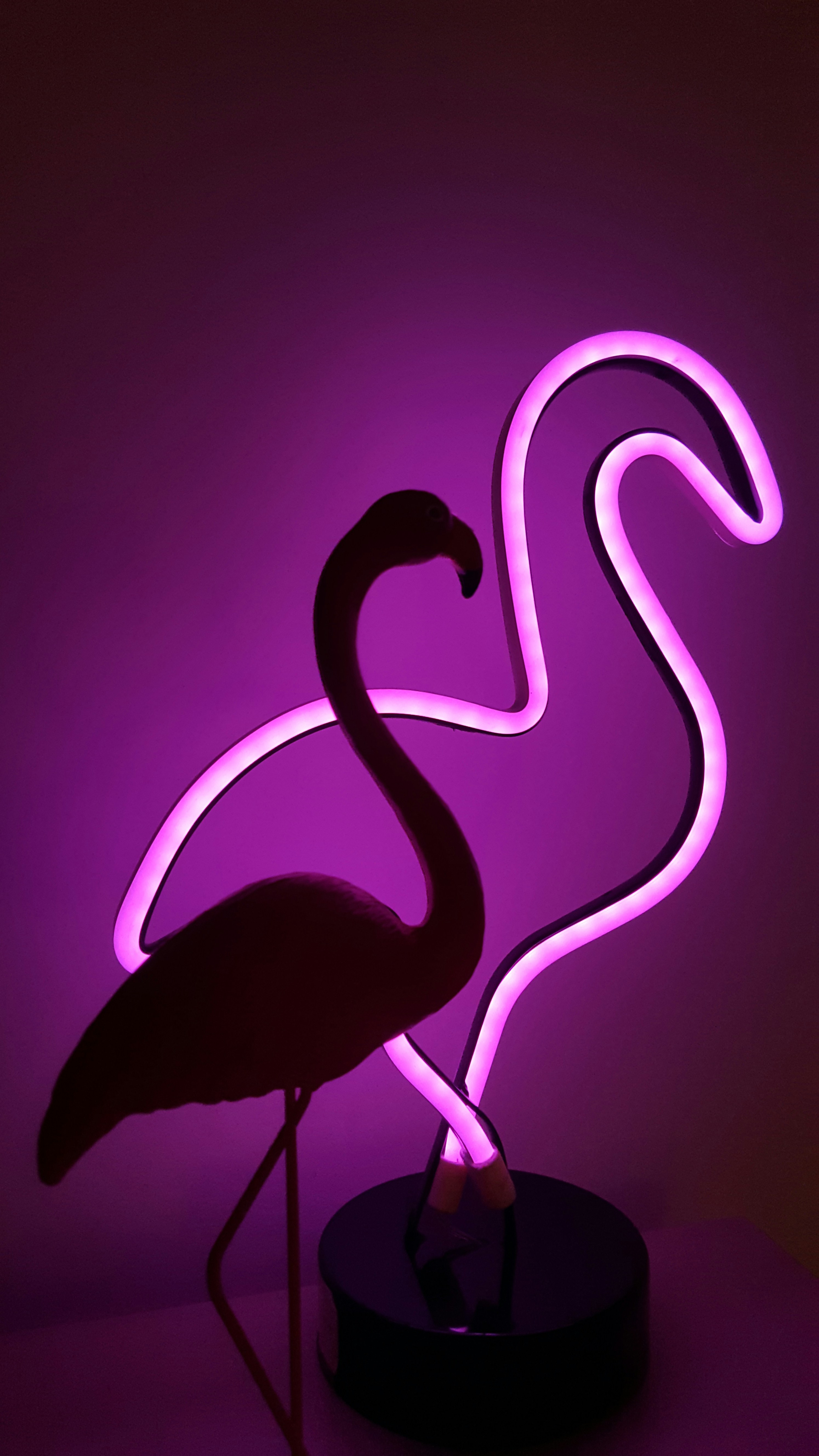 Silhouetted flamingo foreground with a magenta neon outline glowing behind, a minimalist neon sculpture scene.