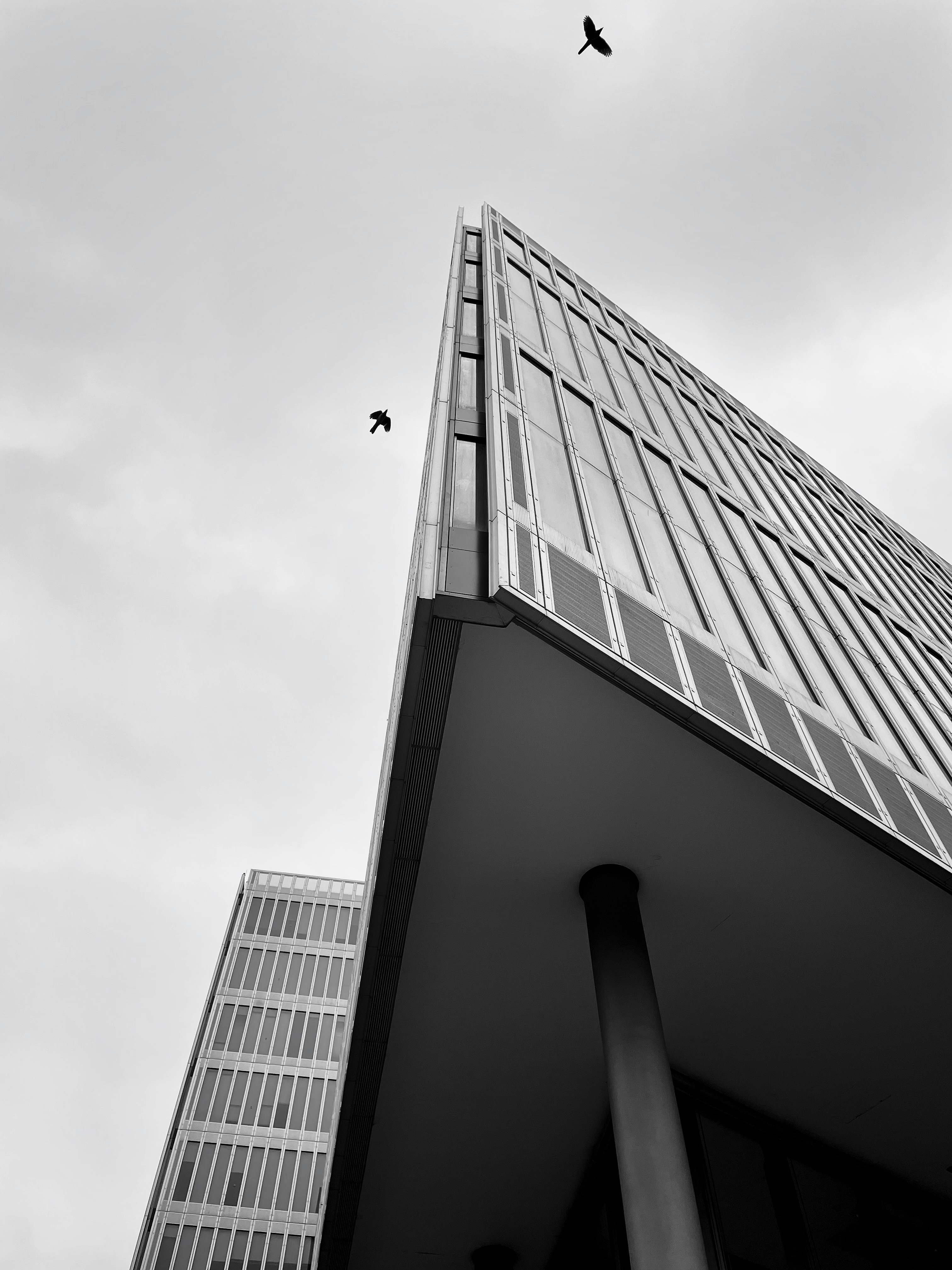 Grayscale photo of bird flying over the building photo – Free Office ...