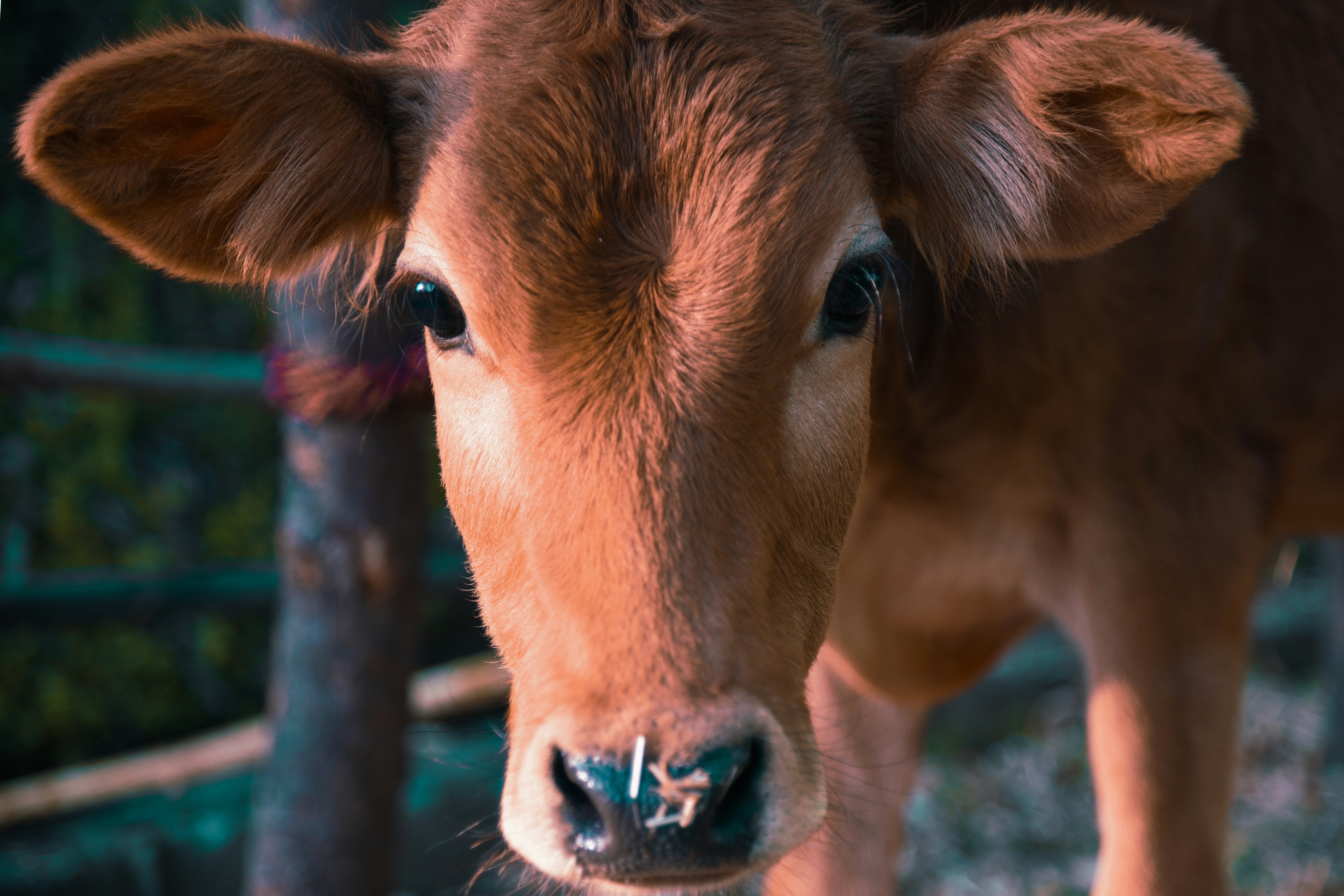 Close-up of a young calf with soft fur and expressive eyes, set against a blurred natural background.