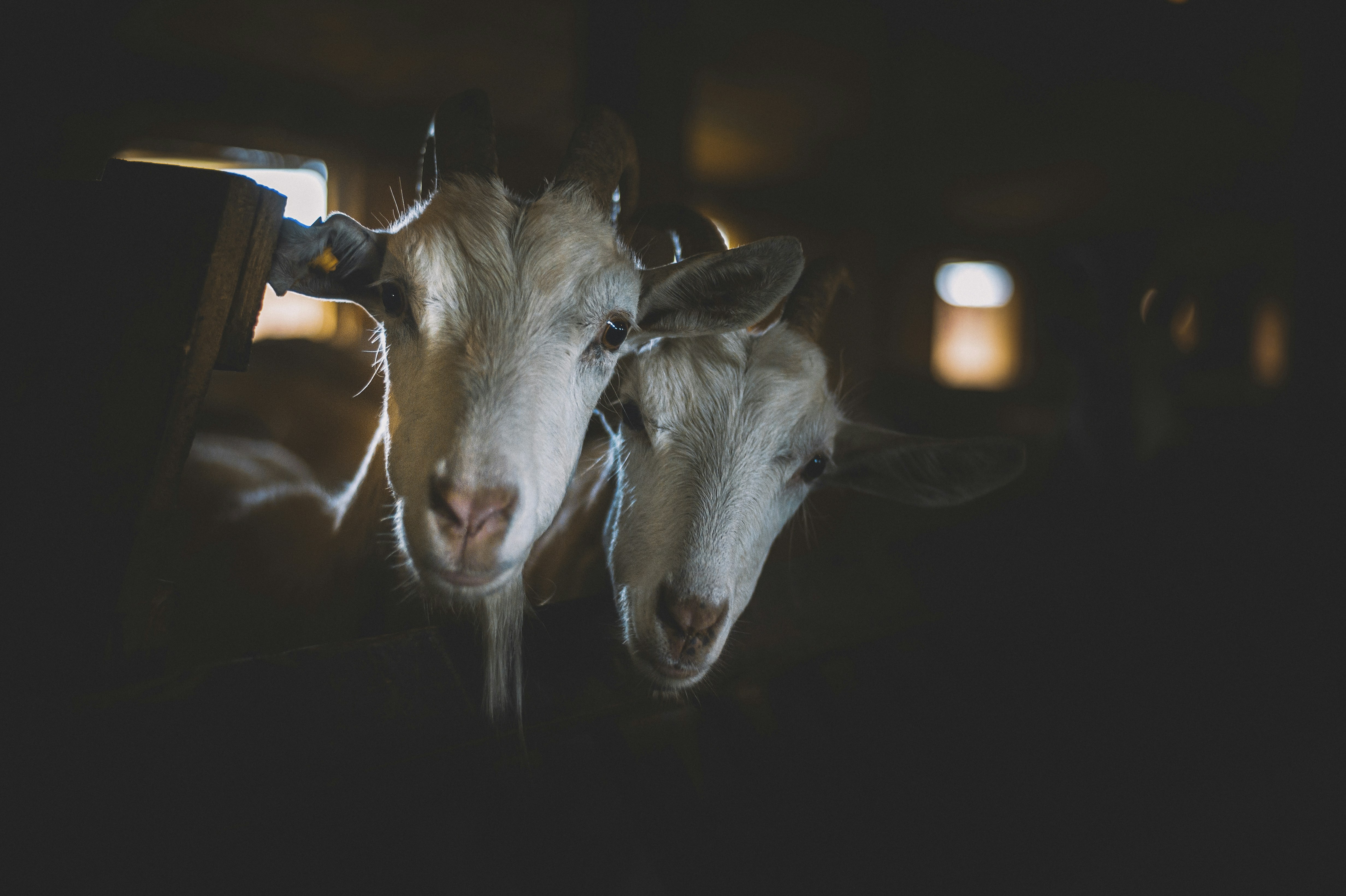 Two Goats at the Barn's Edge: A Sliver of Light Bares Their Faces