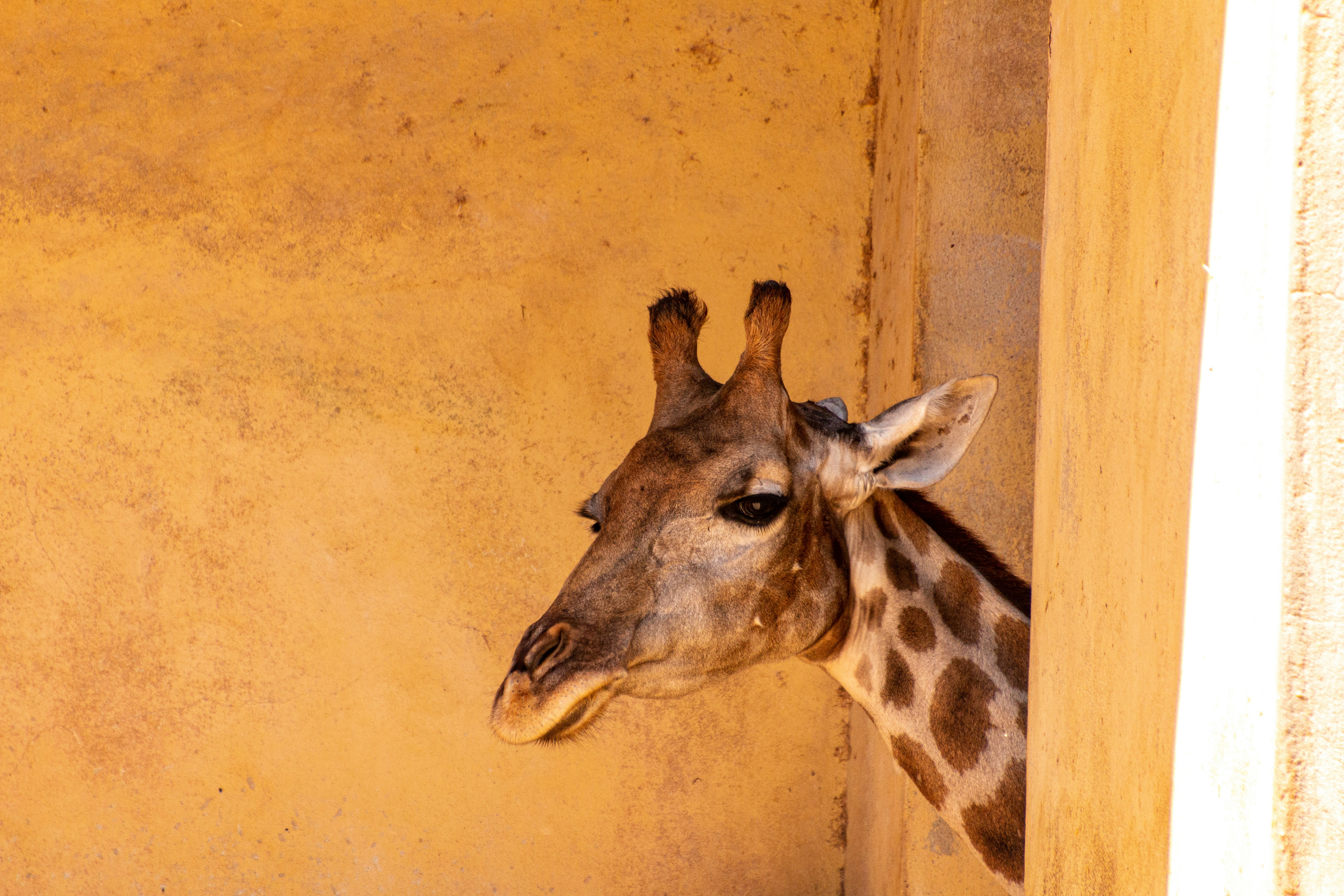 Curious Giraffe Peeking in Lisboa