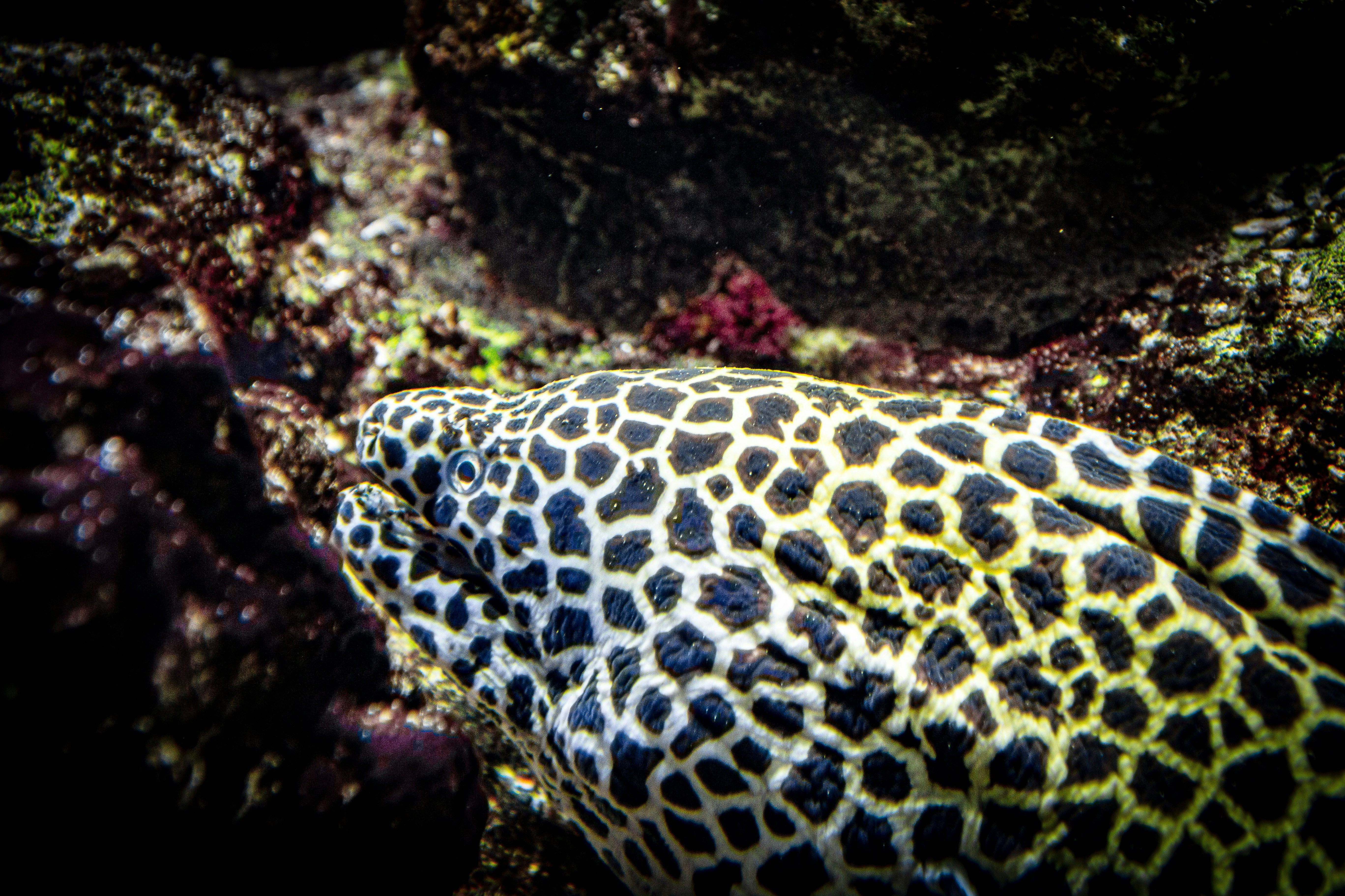 Macro Portrait: Honeycomb Moray Eel Weaving Through Reef Crevices