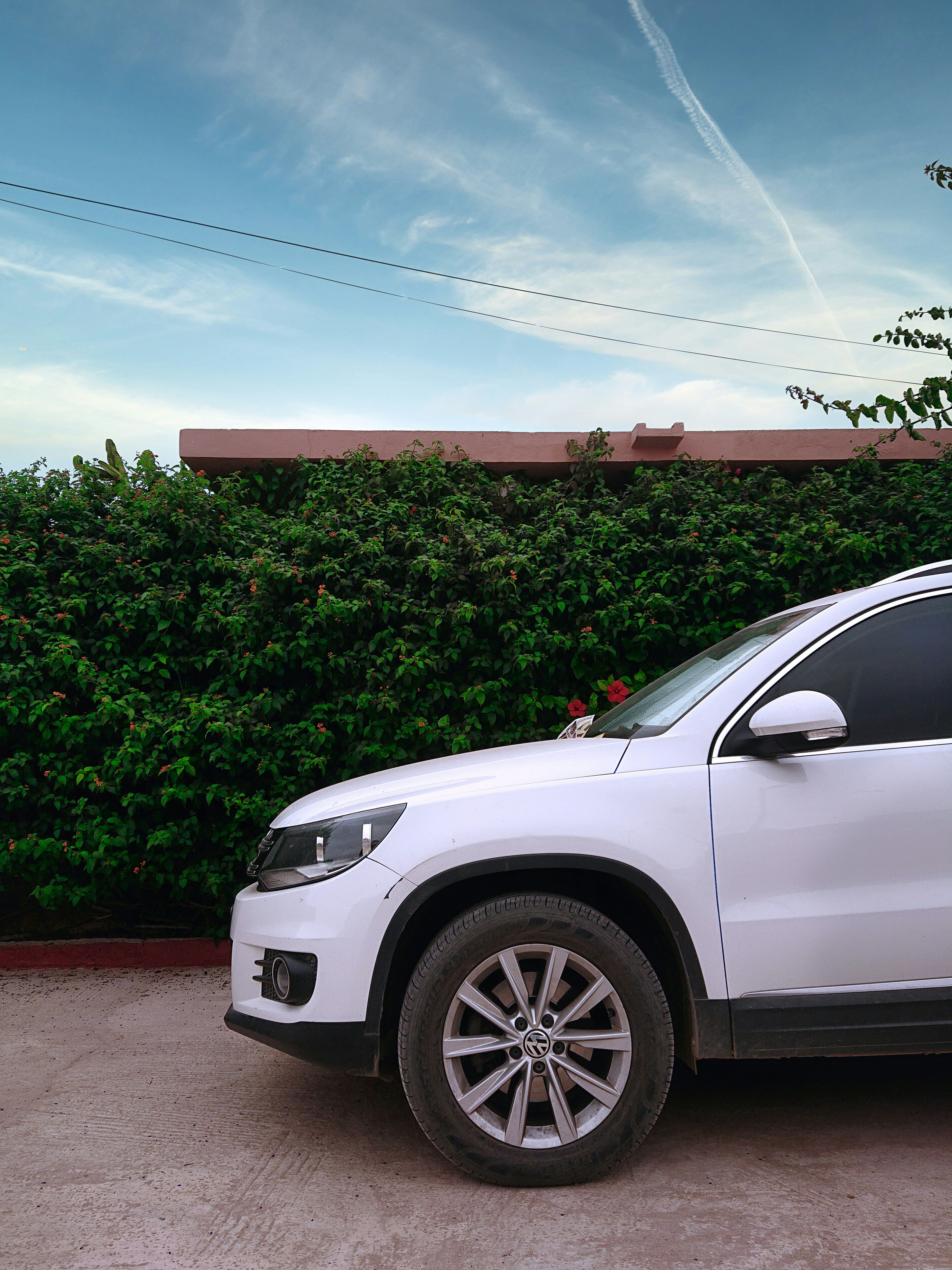 A white SUV parked along a concrete surface beside a tall green hedge under a blue sky. The scene emphasizes the vehicle and the surrounding foliage, with the car occupying the lower right in natural light.