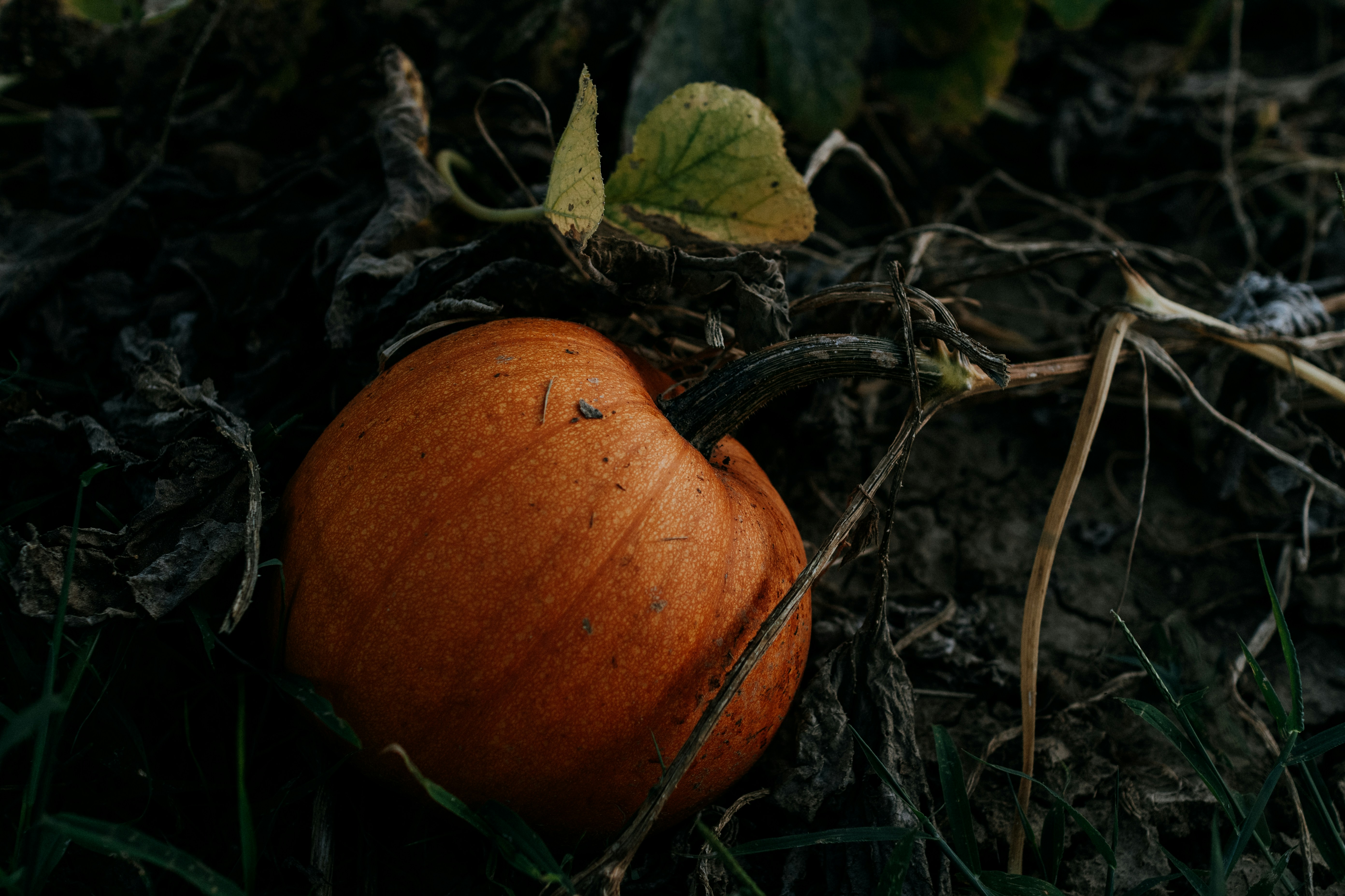 Vibrant orange pumpkin nestled among dry leaves and grass, showcasing the essence of fall harvest.
