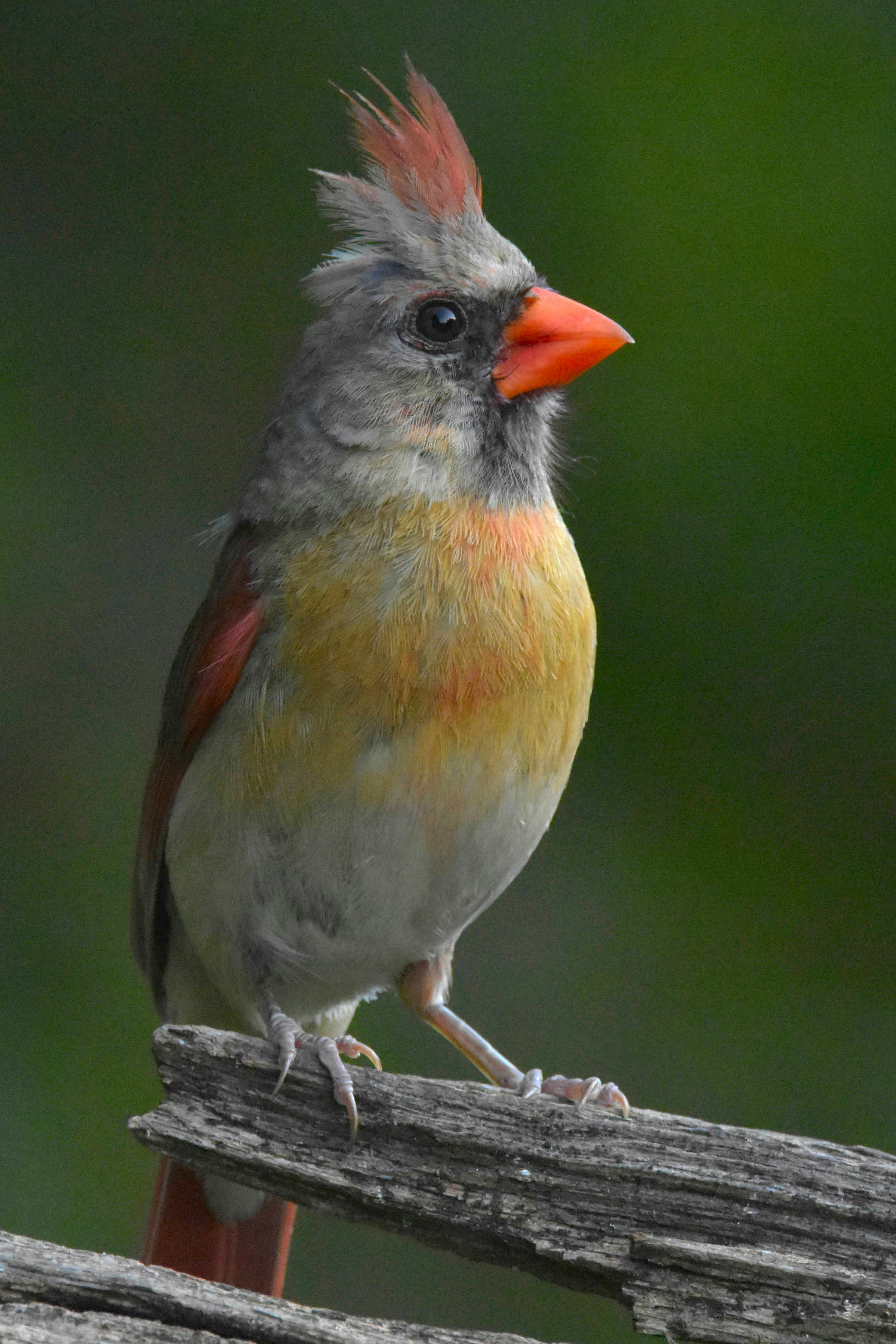 Red With Orange Beak Bird