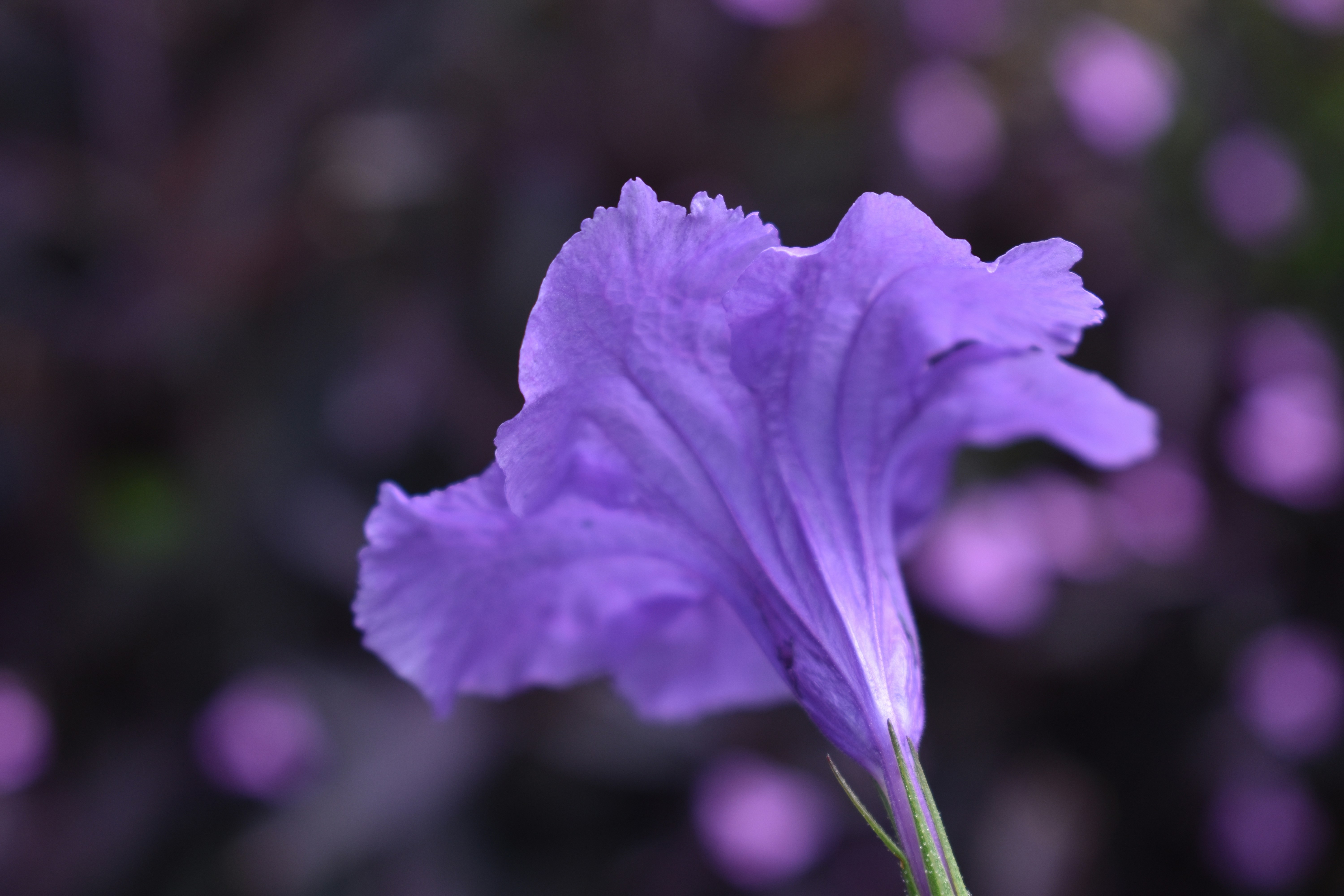 Delicate purple flower petals unfurling against a dreamy, blurred background of soft hues. The intricate details of the bloom are highlighted beautifully.