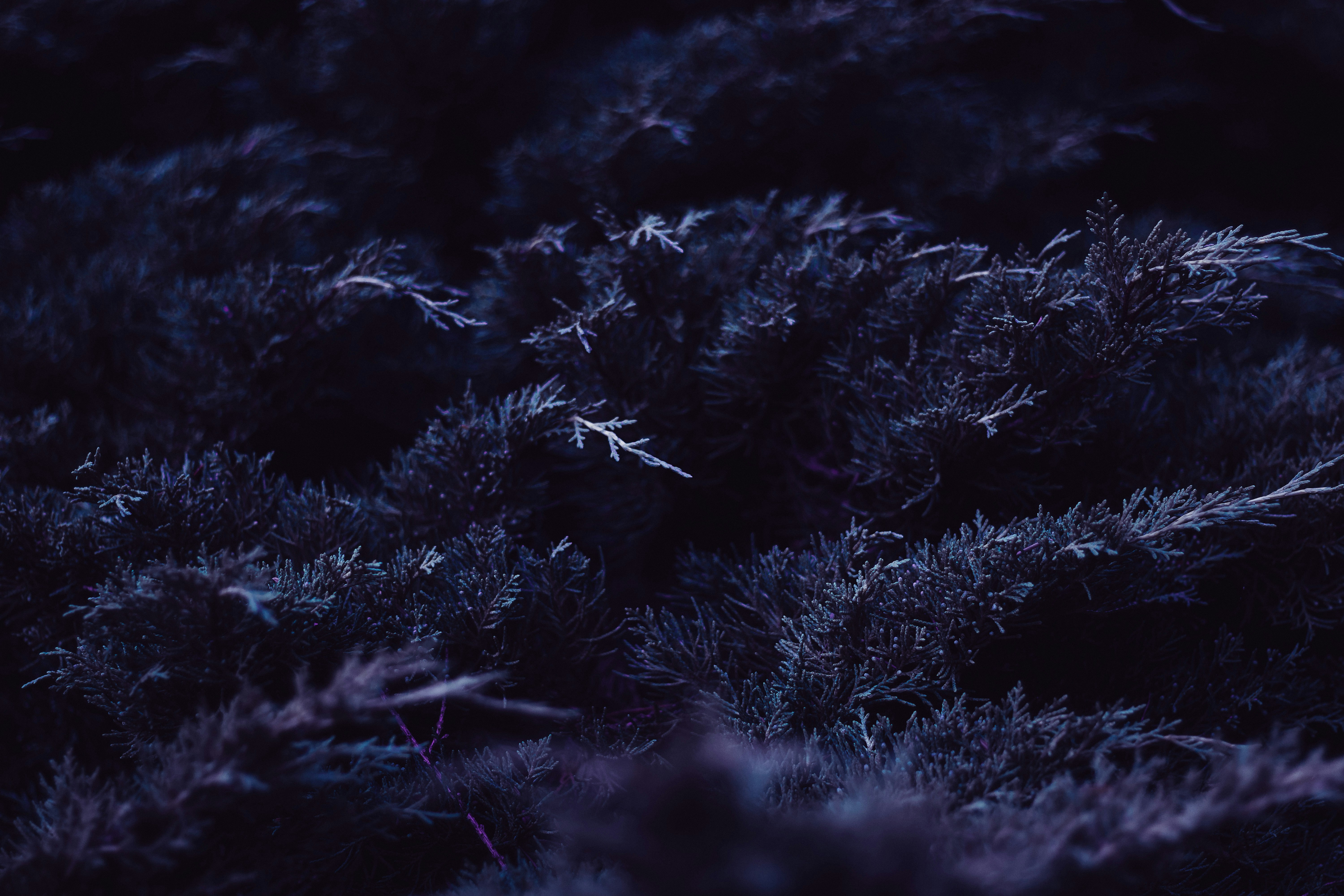 Azure Nightfall: Velvet Pines Through Frosted Shadow