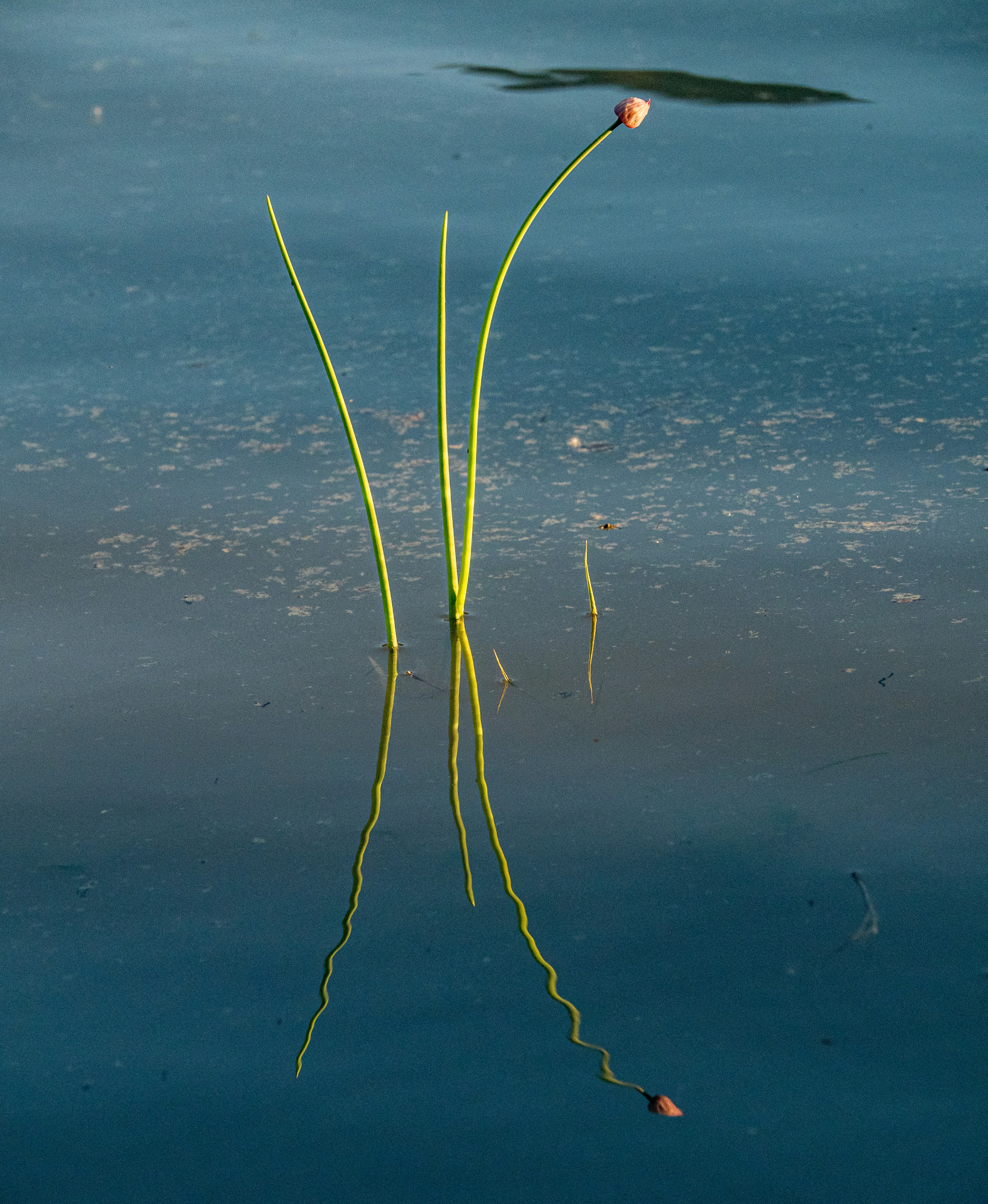 Tall green reeds rise from a tranquil water surface, reflecting their elegance in the stillness below.
