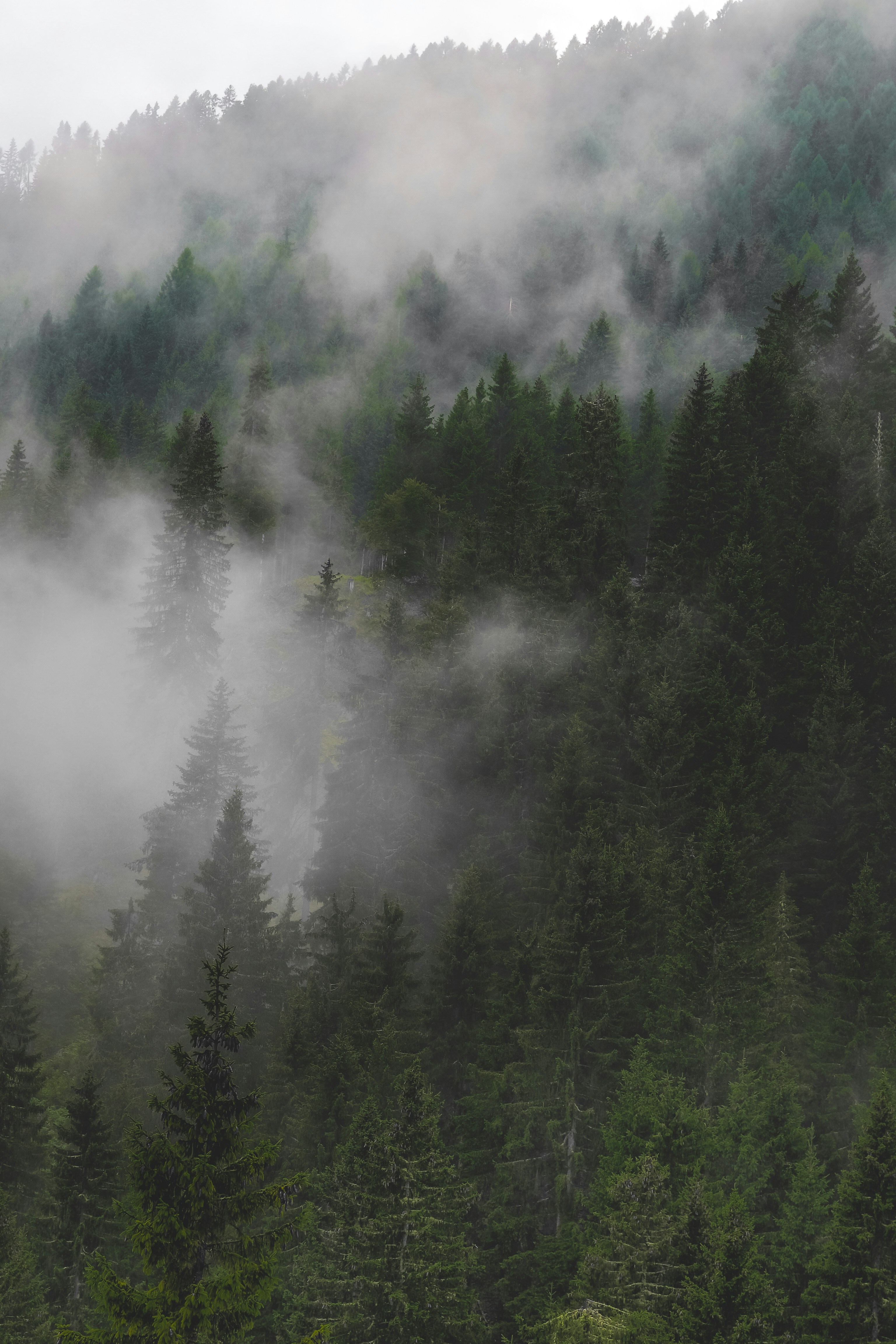 Misty trees | 7 best free outdoor, grey, mist and aby photos on Unsplash