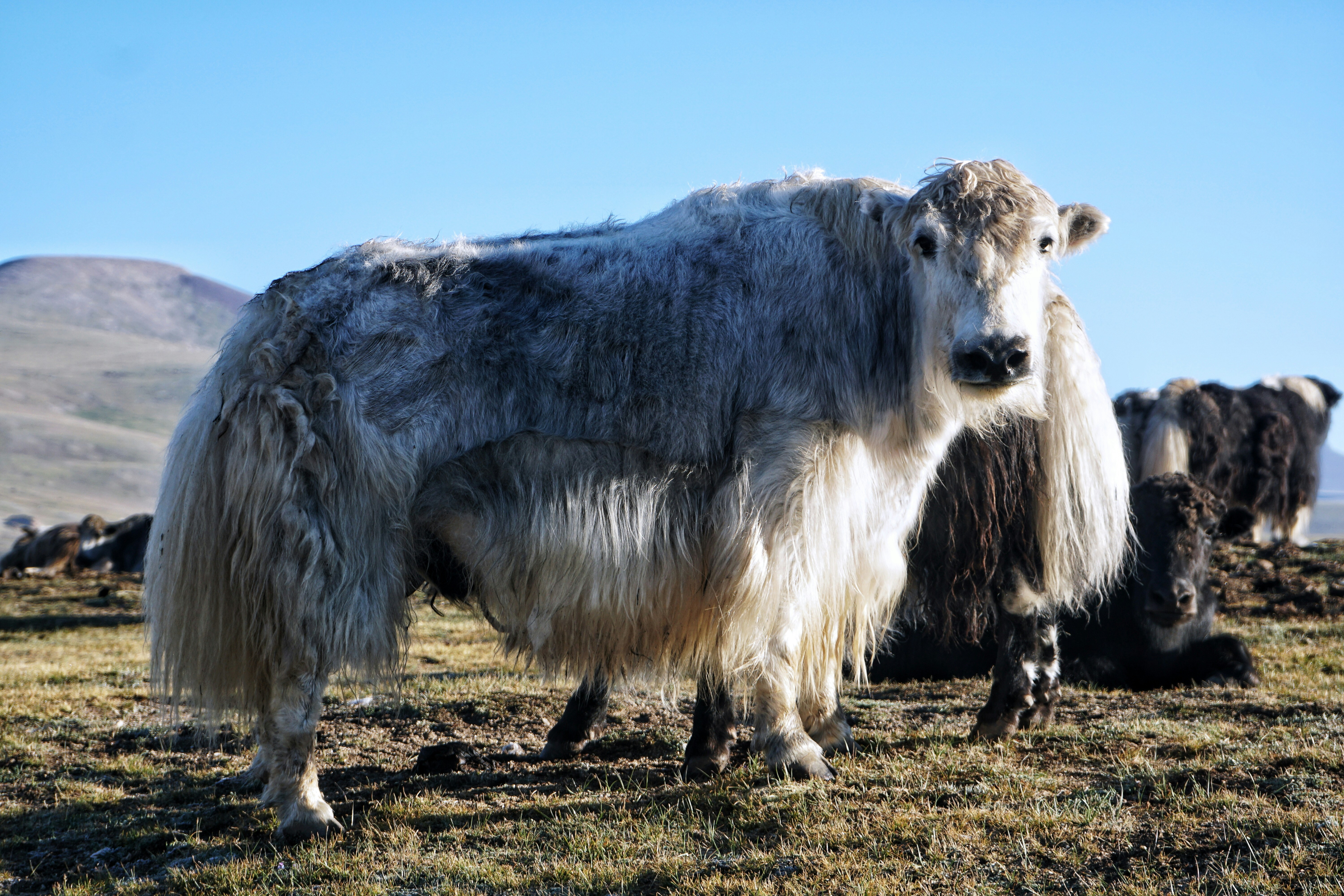 White Giant in the Highlands: A Yak Stands Guard in a Wind-Swept Meadow