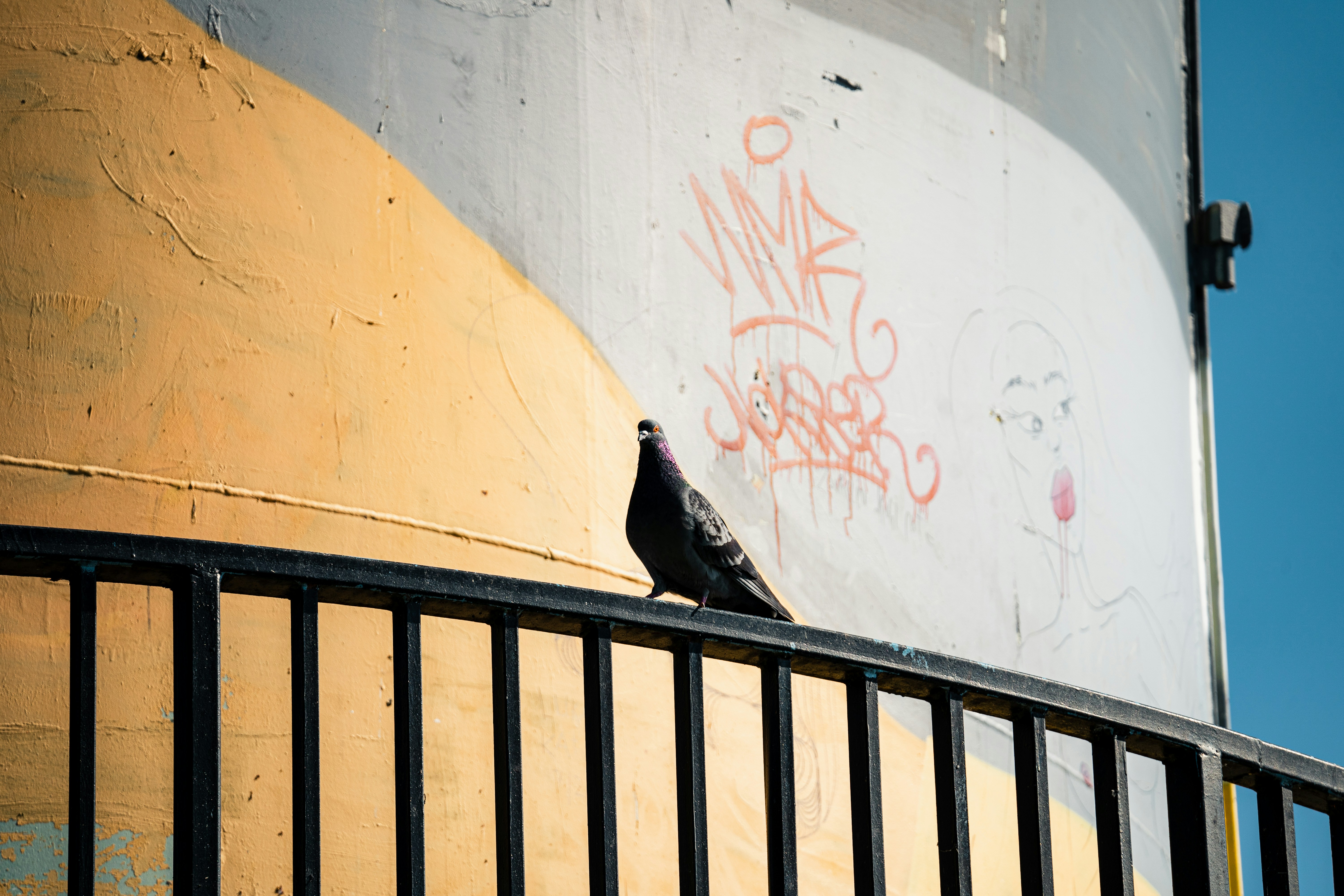 black bird on black metal fence