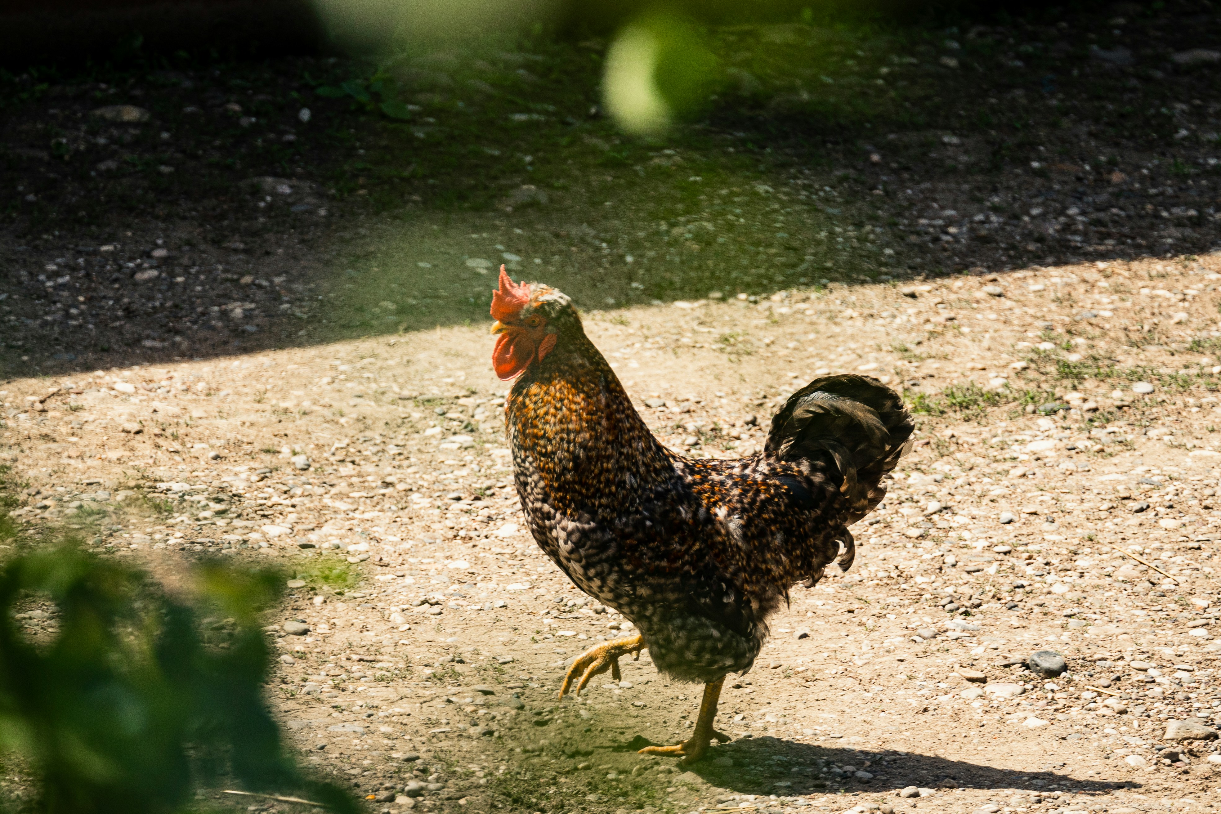 Rooster in sunlit yard: a bold stance at the gravel edge