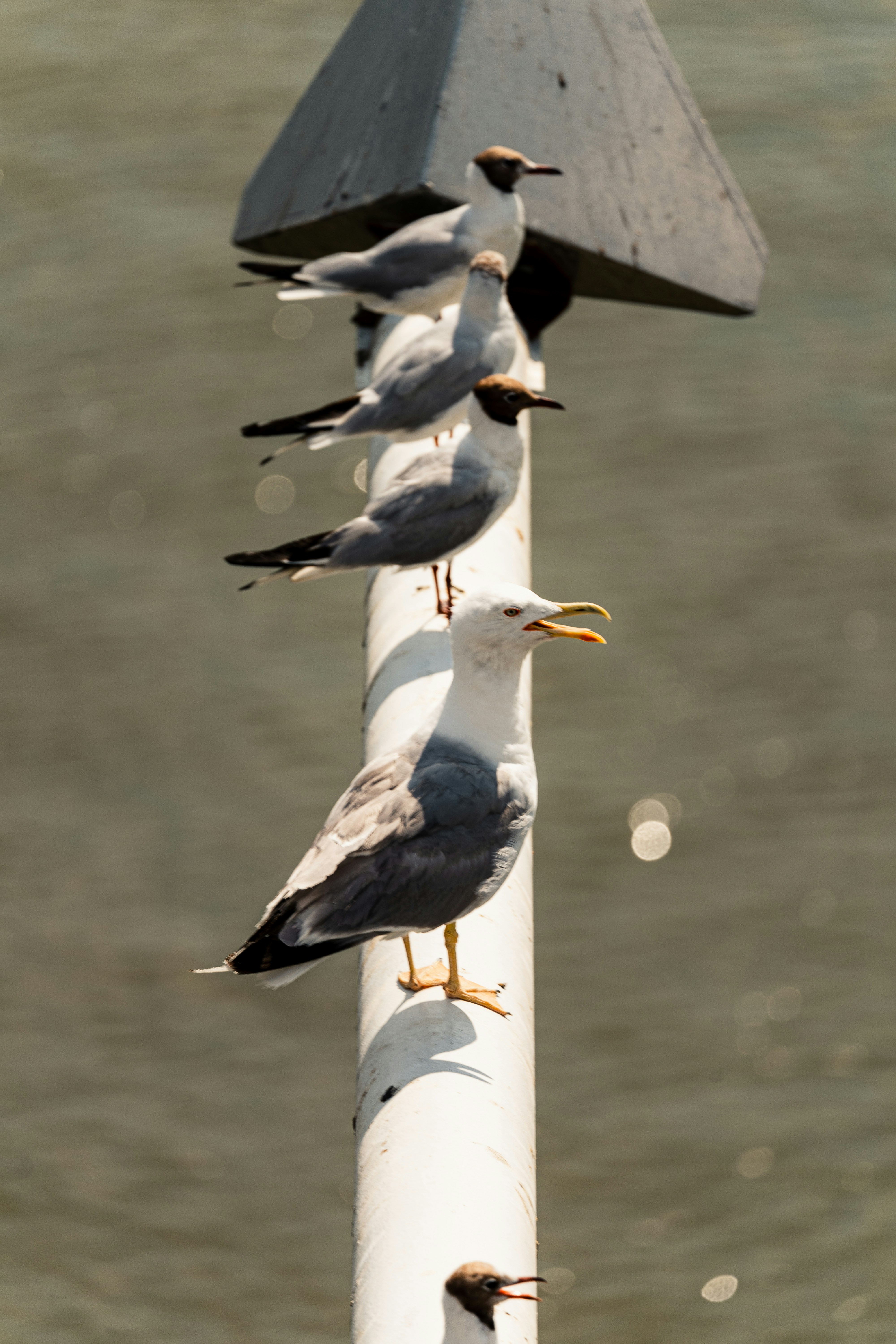 White and gray bird flying over body of water during daytime photo ...