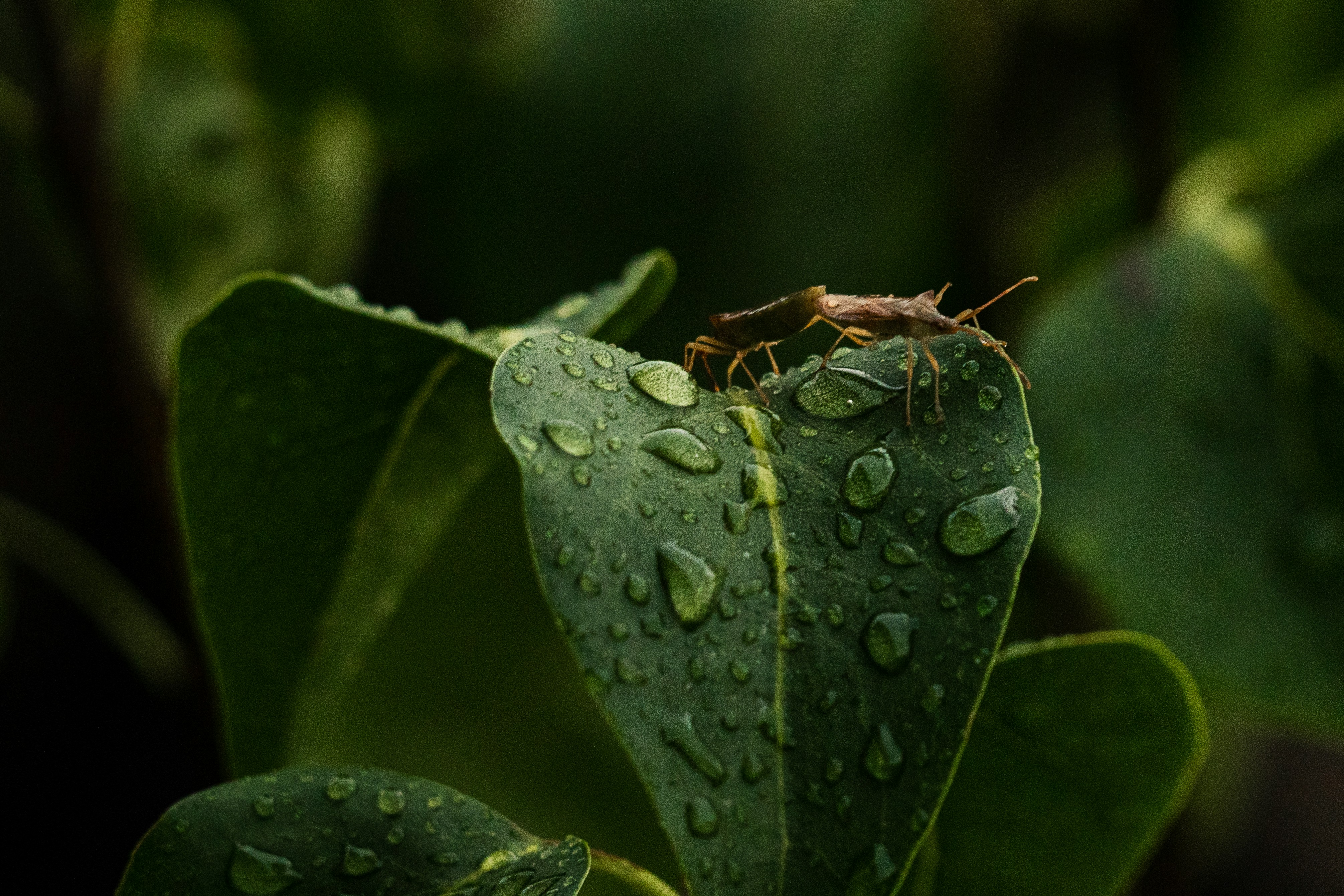 Dew-Layered Leaf and the Tiny Sentinel