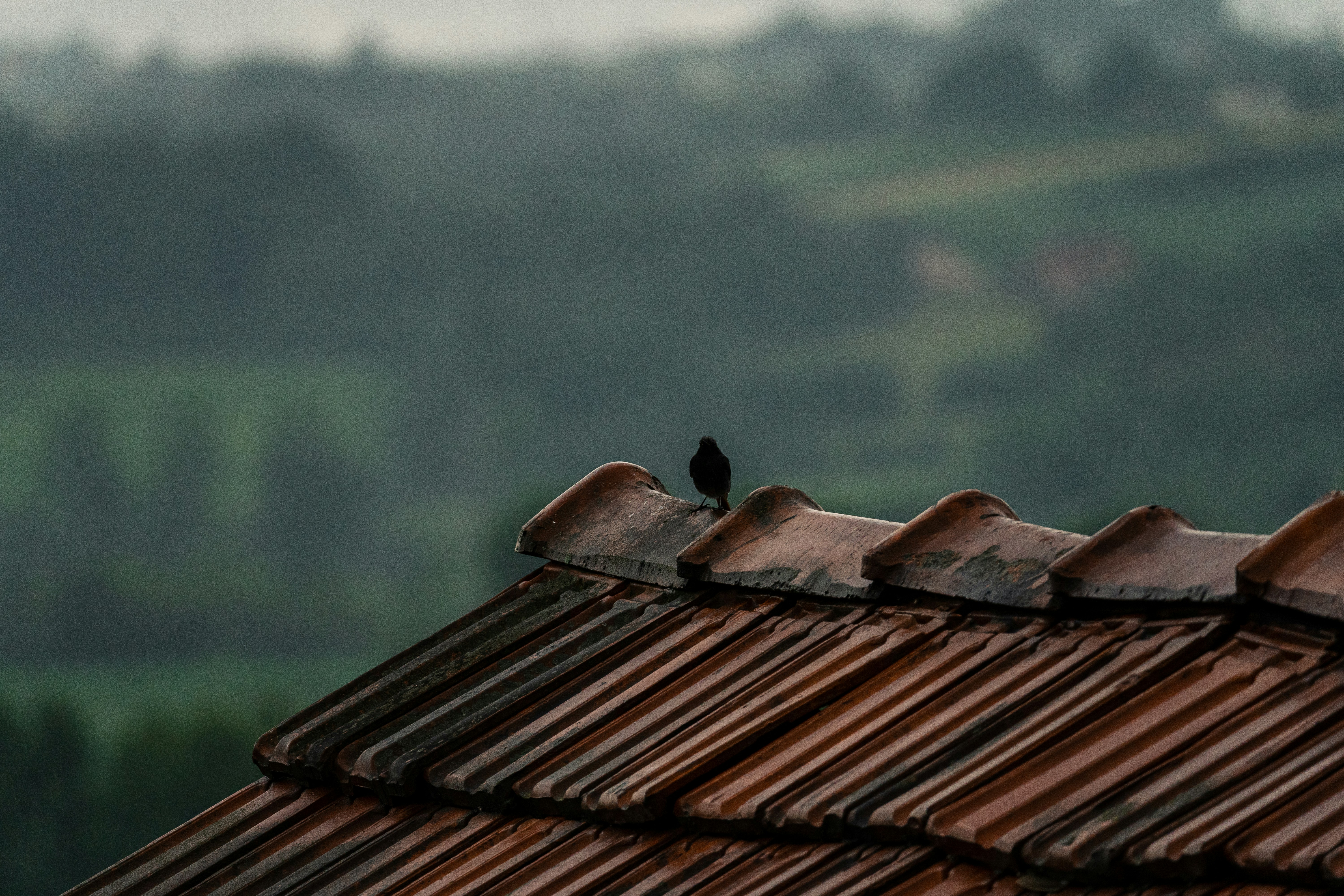 brown roof with brown roof