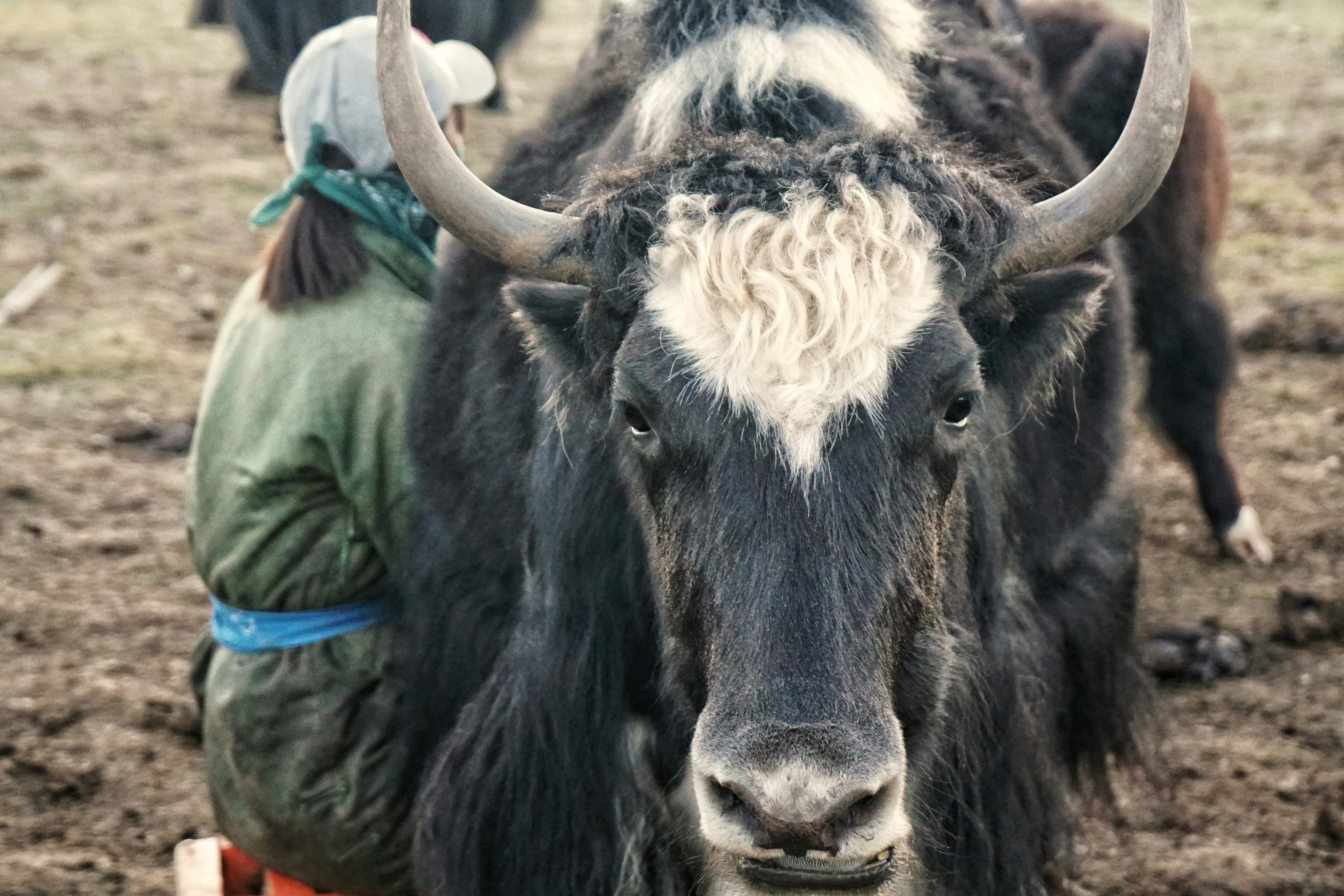 Yak at the Frontline: Horns Framing a Stoic Gaze