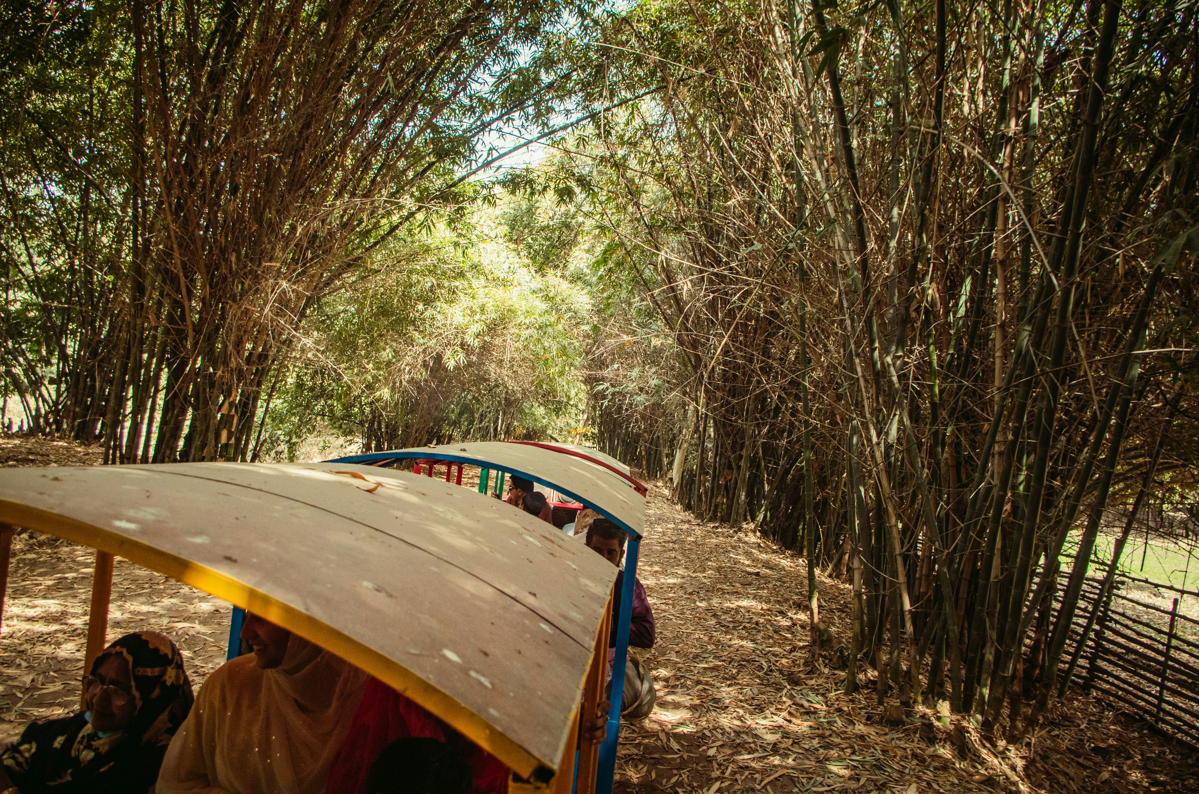 Sunlit Bamboo Alley Carriage Ride