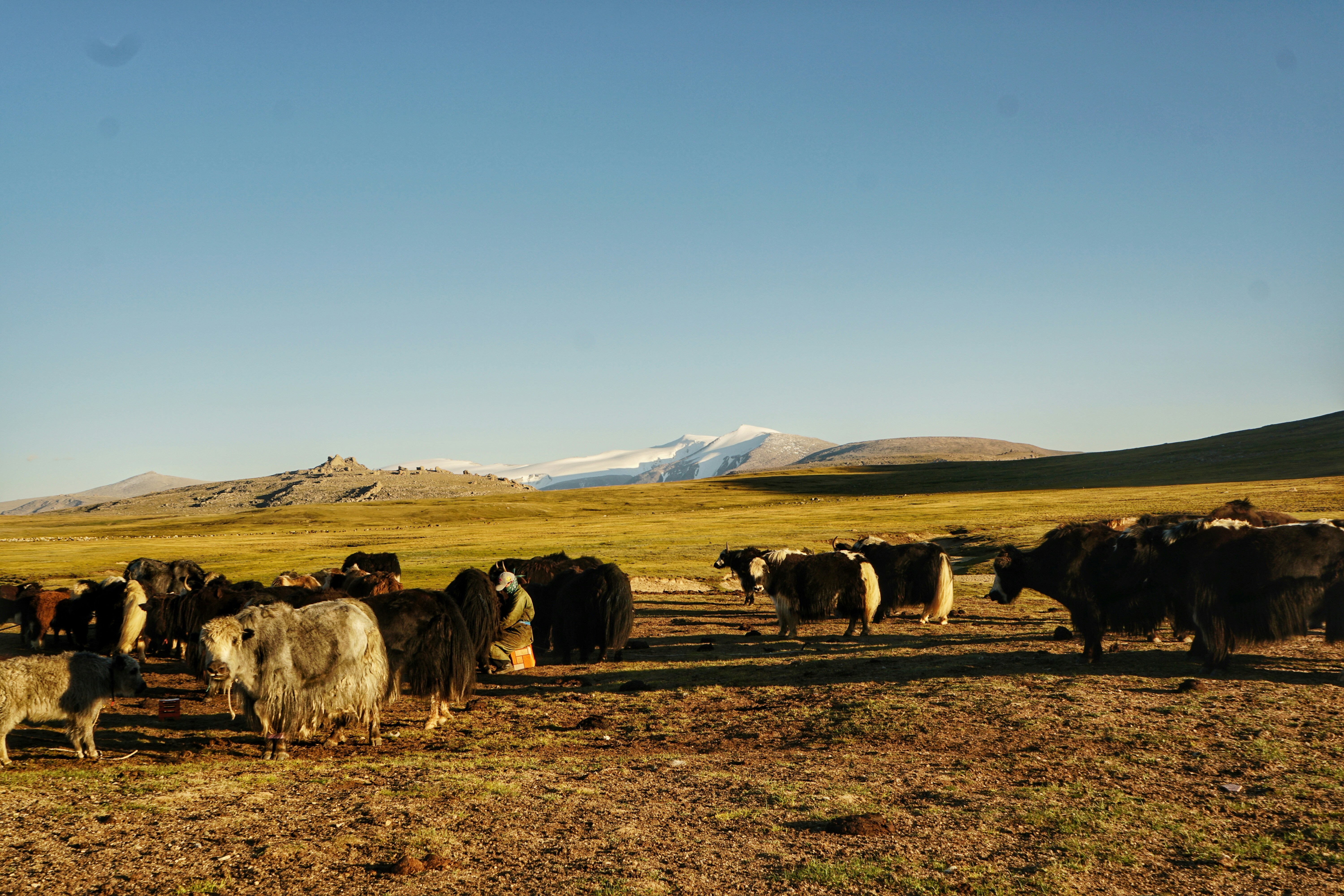Herd of cows on green grass field under blue sky during daytime photo ...