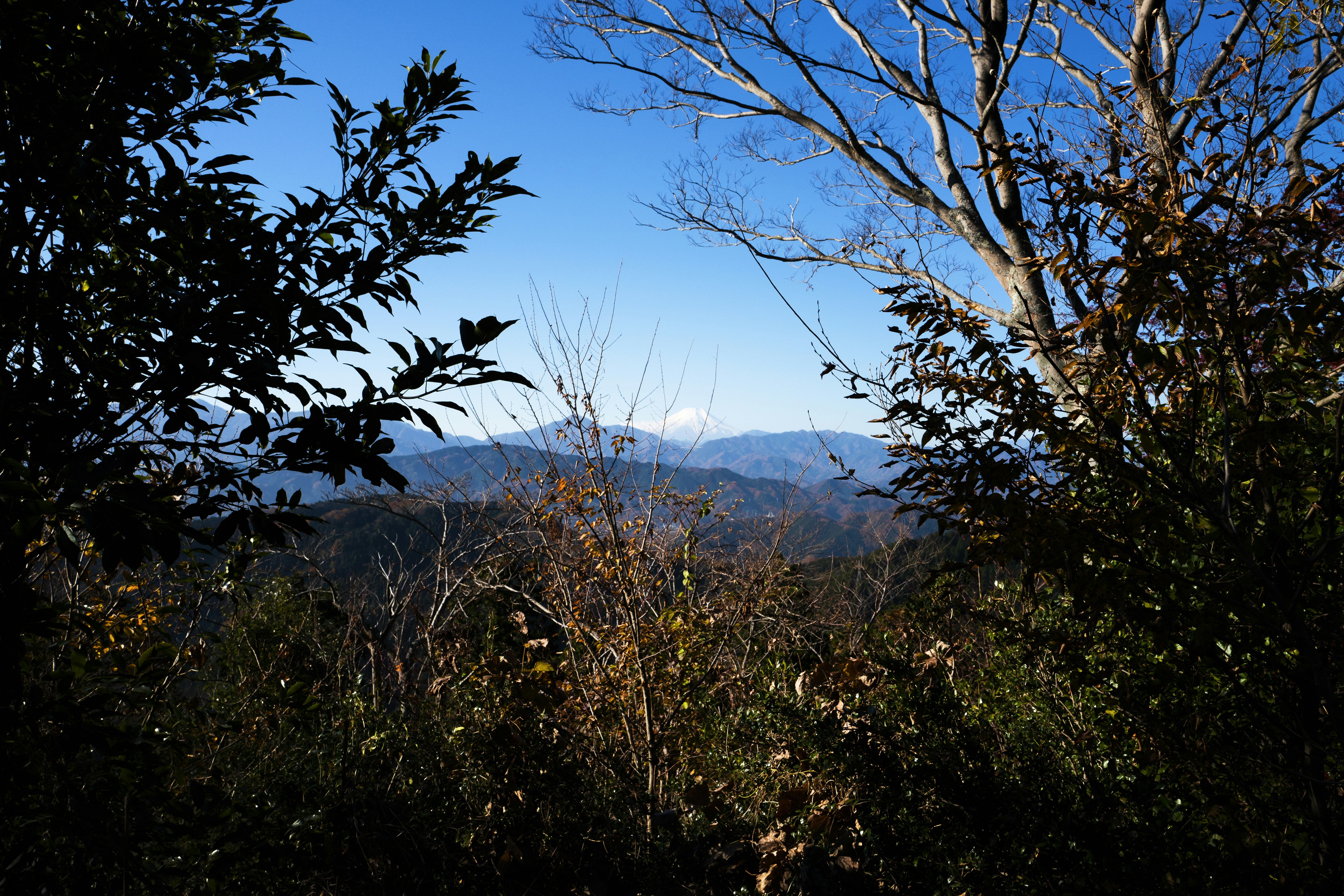 Distant mountain peak viewed through a natural frame of trees and foliage under a clear blue sky.