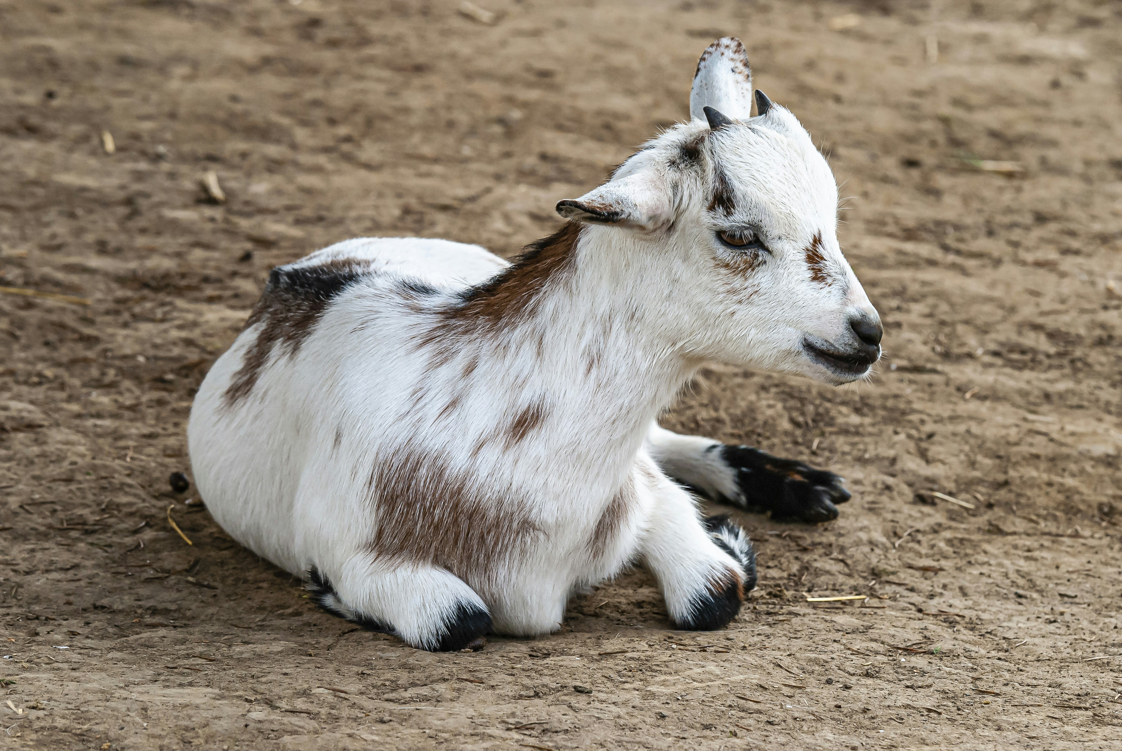 A young goat rests comfortably on the earthy ground, showcasing its soft fur and tranquil demeanor.