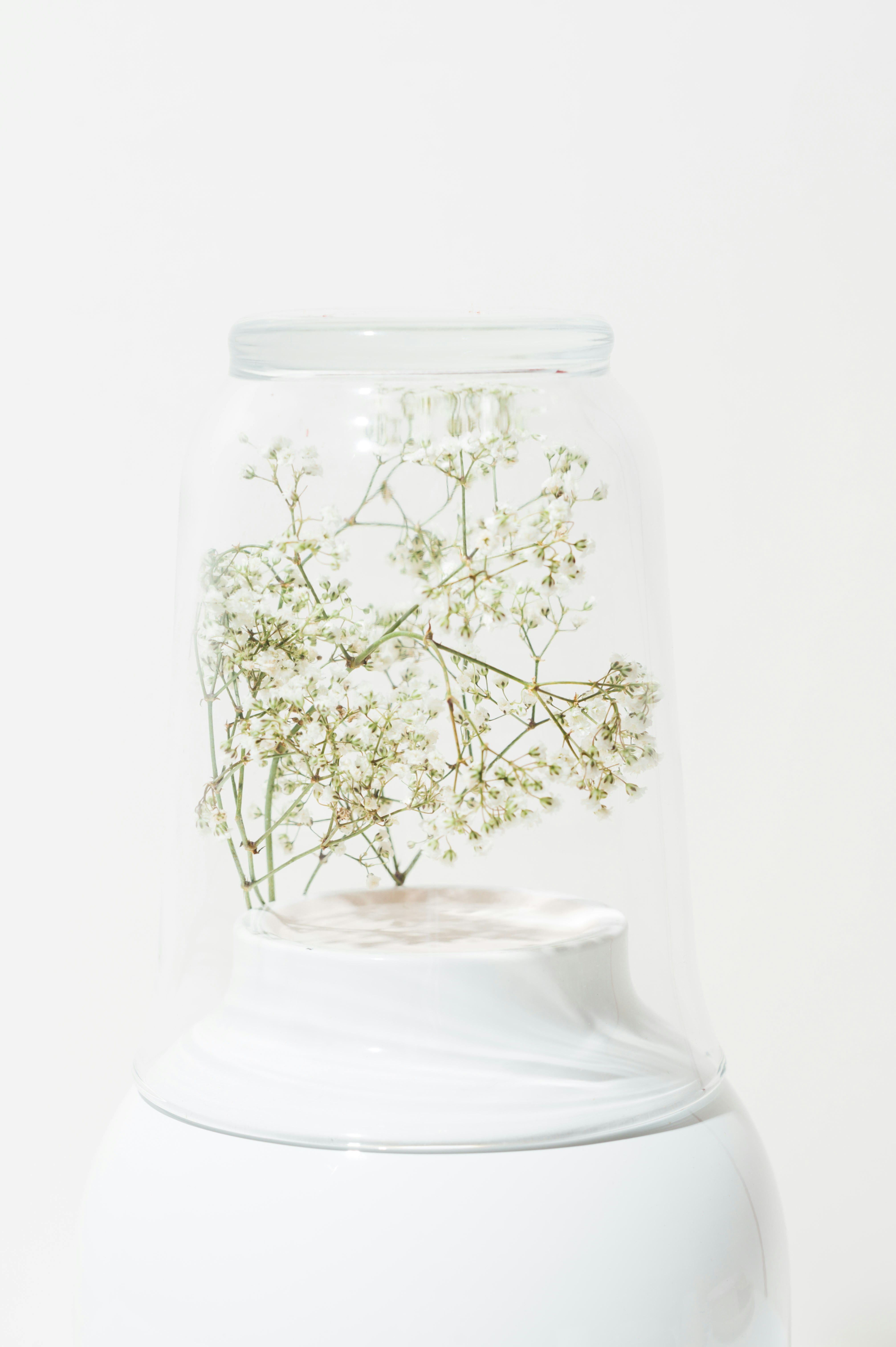 Delicate white flowers preserved under a glass dome, highlighting their intricate beauty against a minimalist backdrop.