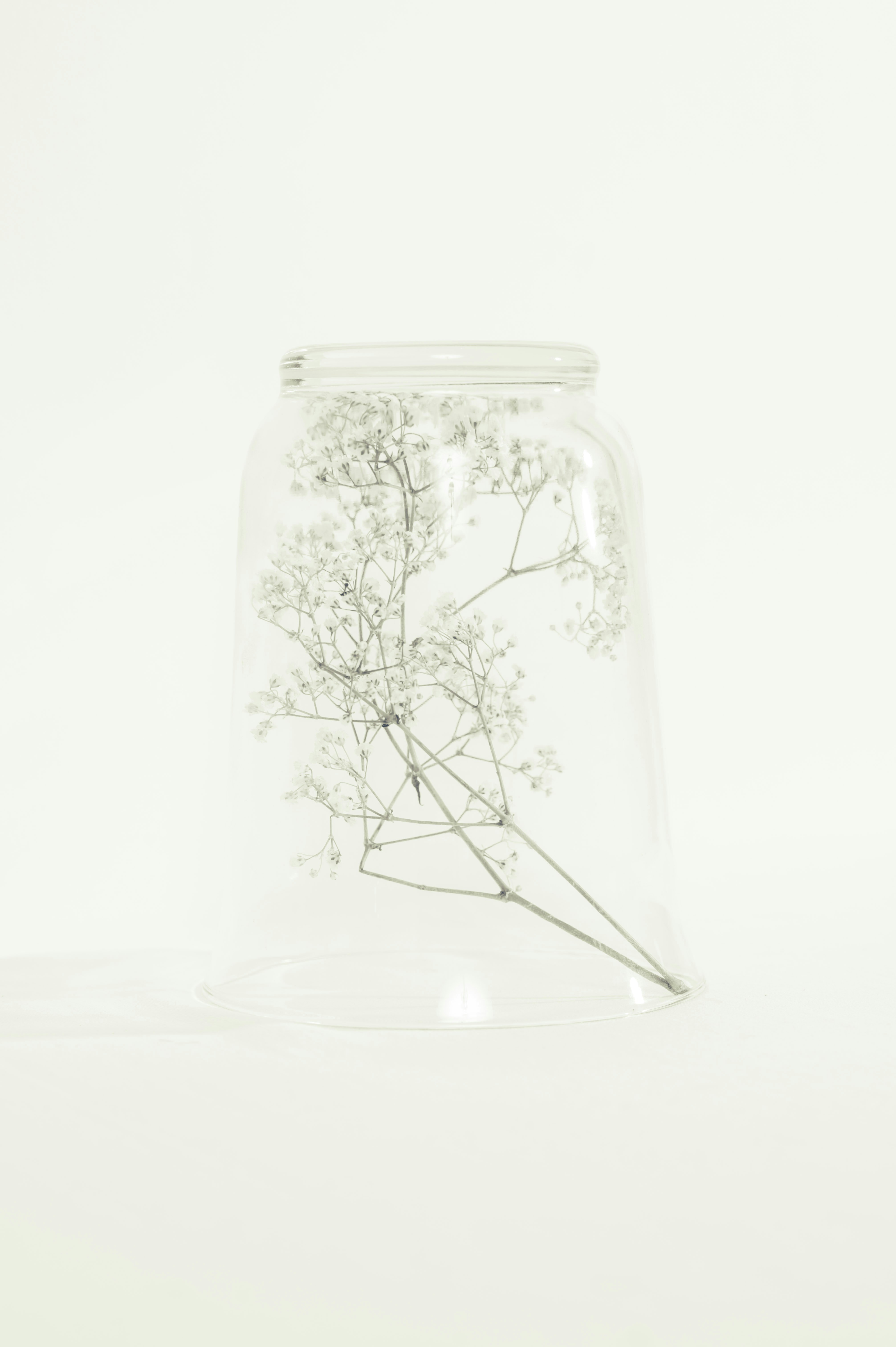 white flower in clear glass jar