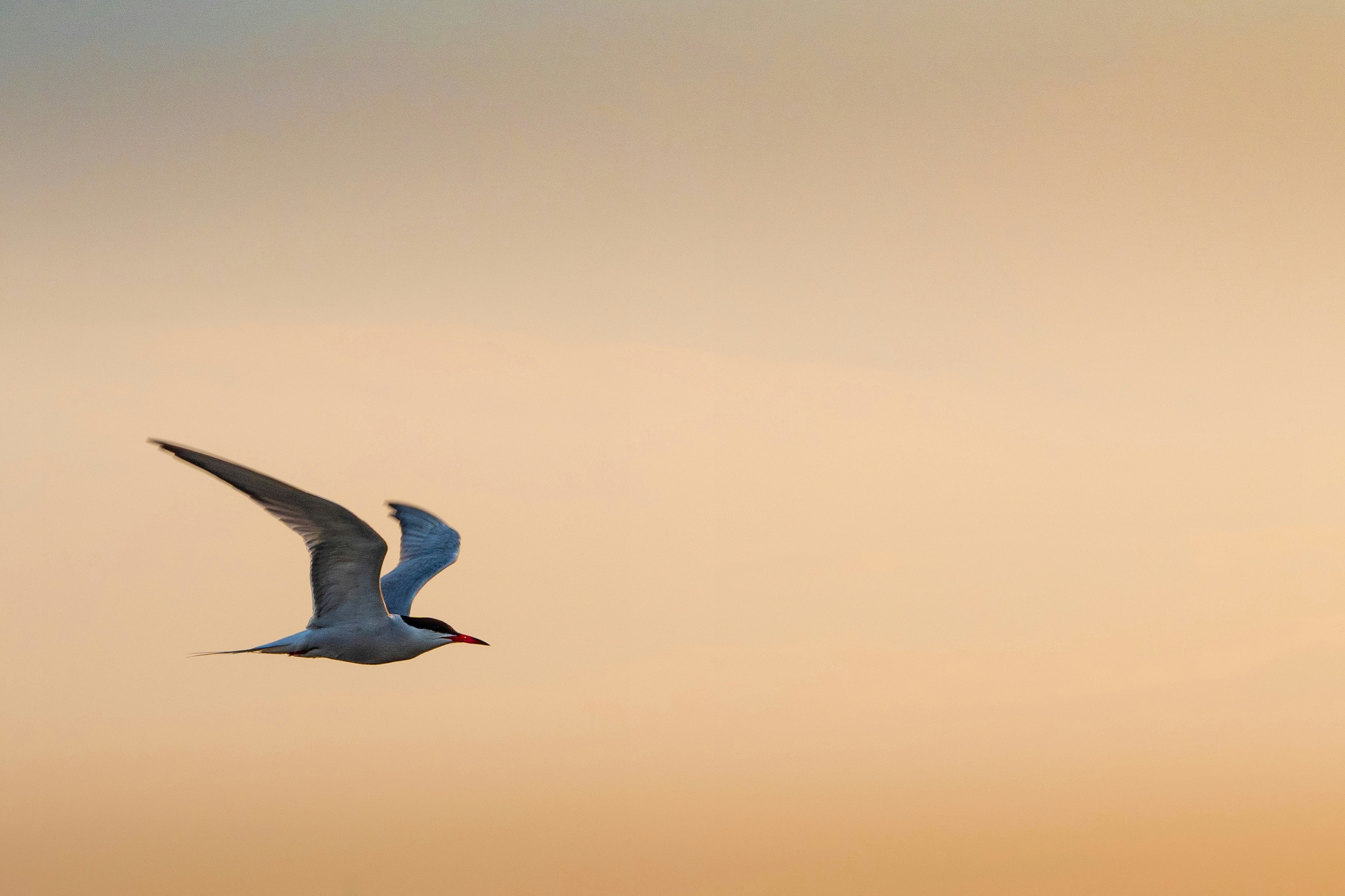 White and gray bird flying photo – Free Bird Image on Unsplash