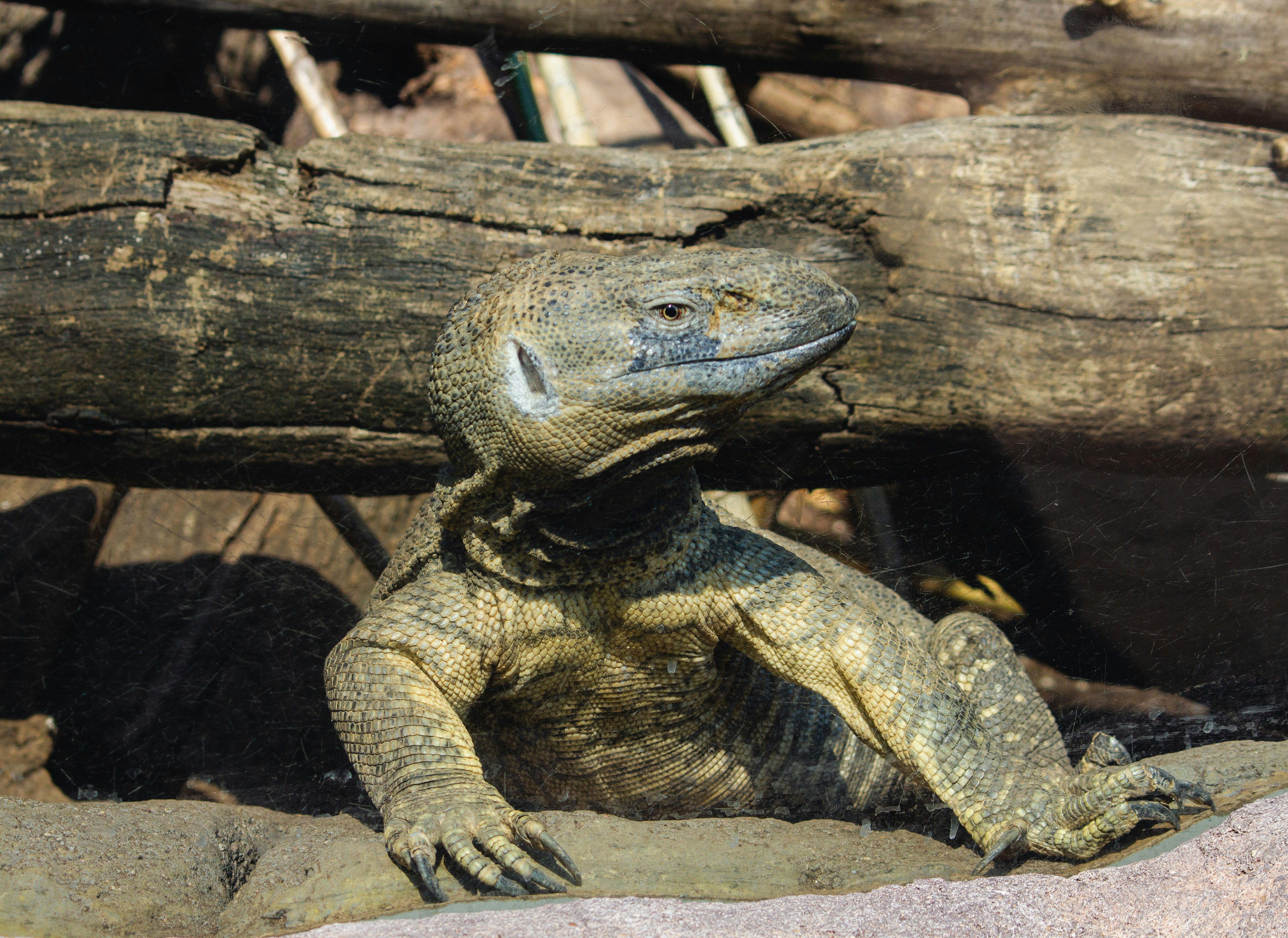 A large lizard lounges on sunlit rocks, partially hidden by weathered logs. Its textured skin and calm demeanor create a striking contrast with the natural surroundings.