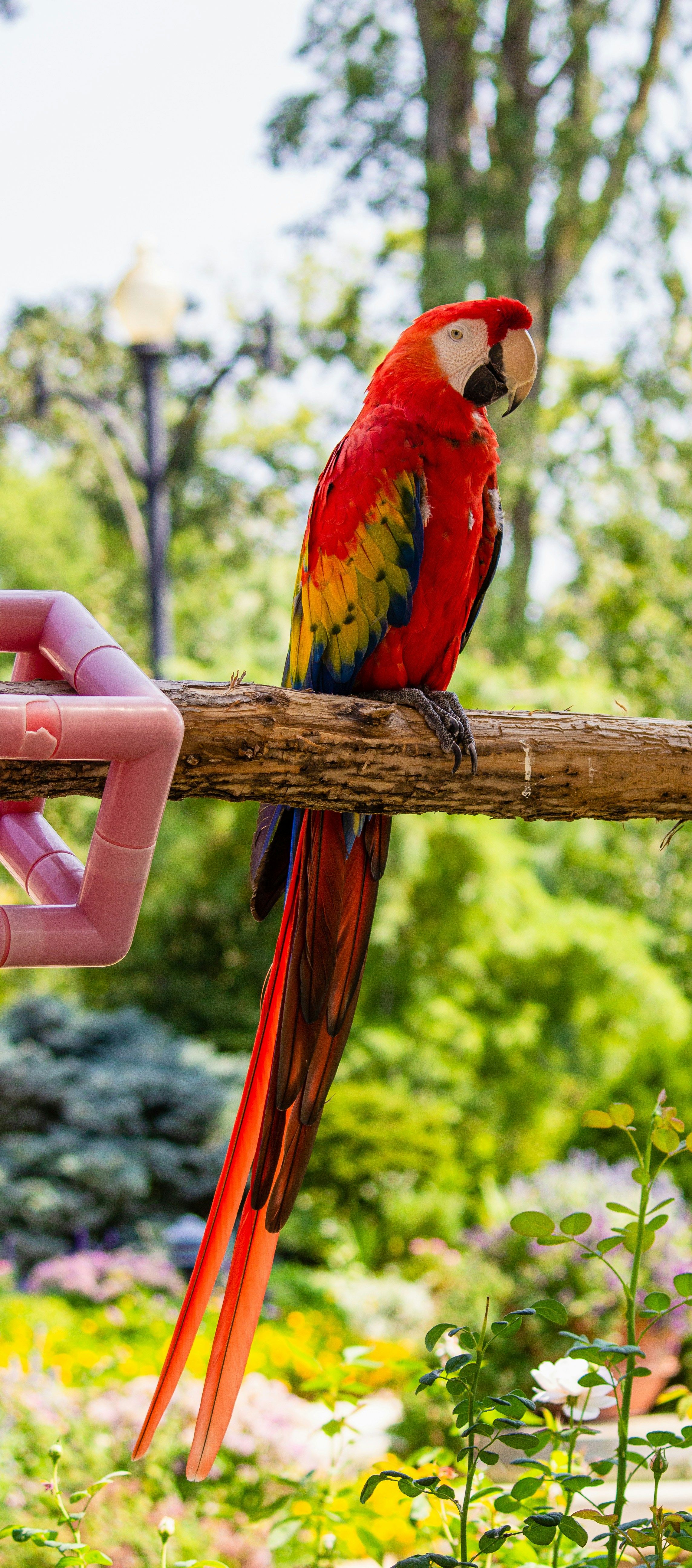 Scarlet macaw perched on a branch, showcasing its vivid plumage against a lush garden backdrop.