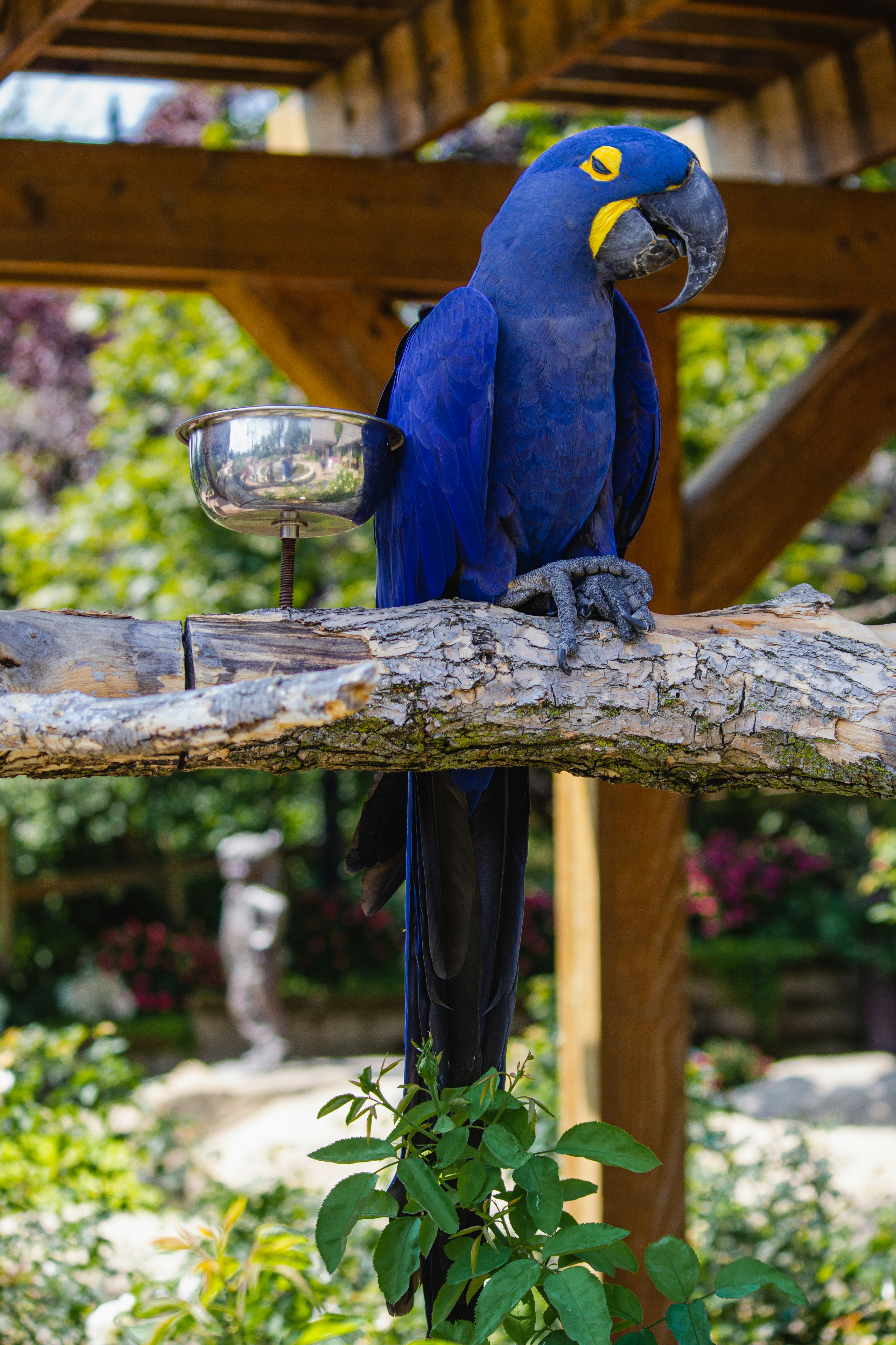 Azure Macaw Perched on Weathered Branch Under a Garden Arbor