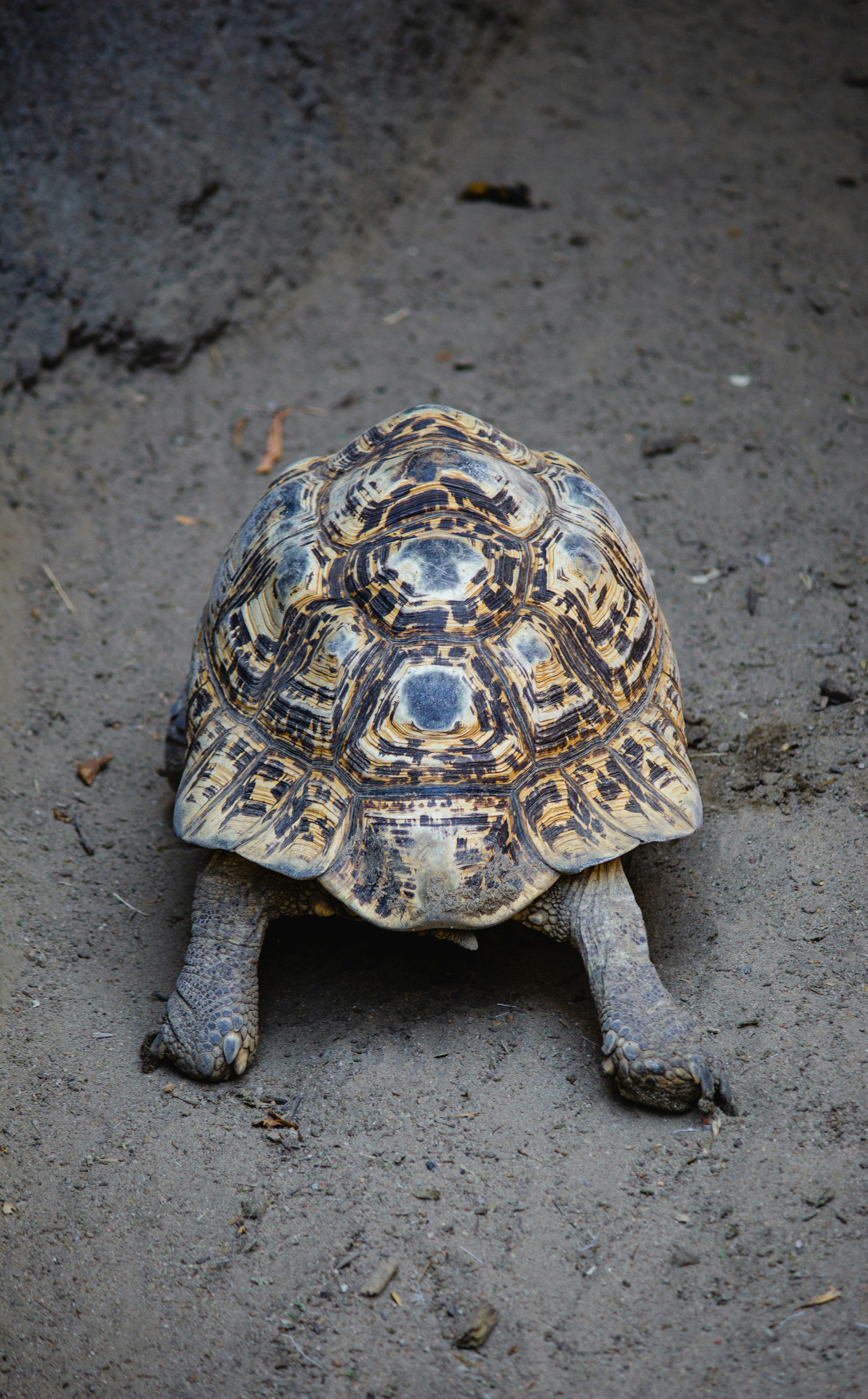 A tortoise navigating through sandy terrain, showcasing its intricate shell patterns and sturdy limbs.