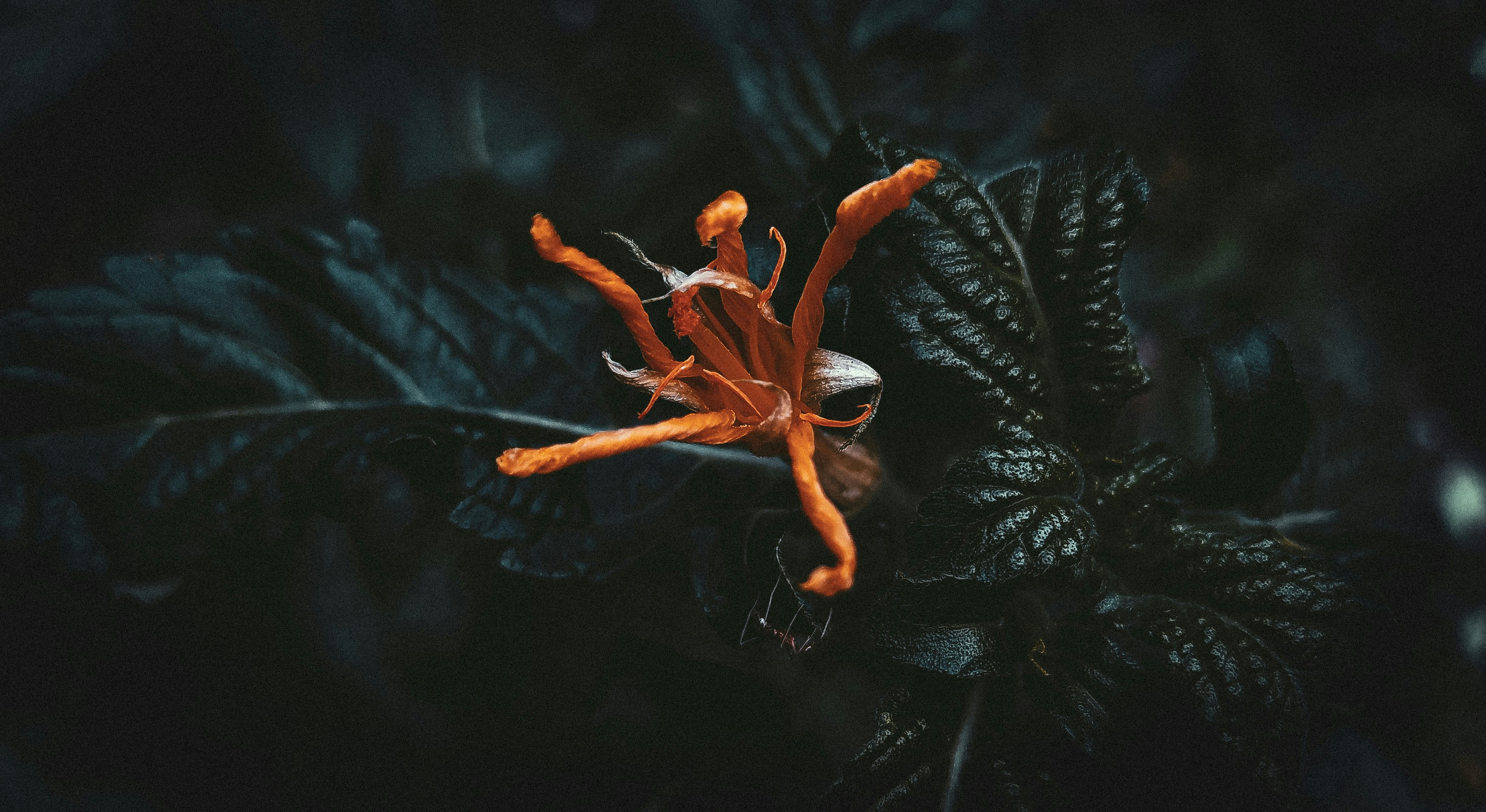 Orange flower blooms amid dark, textured foliage, highlighting contrast and fine petal detail.