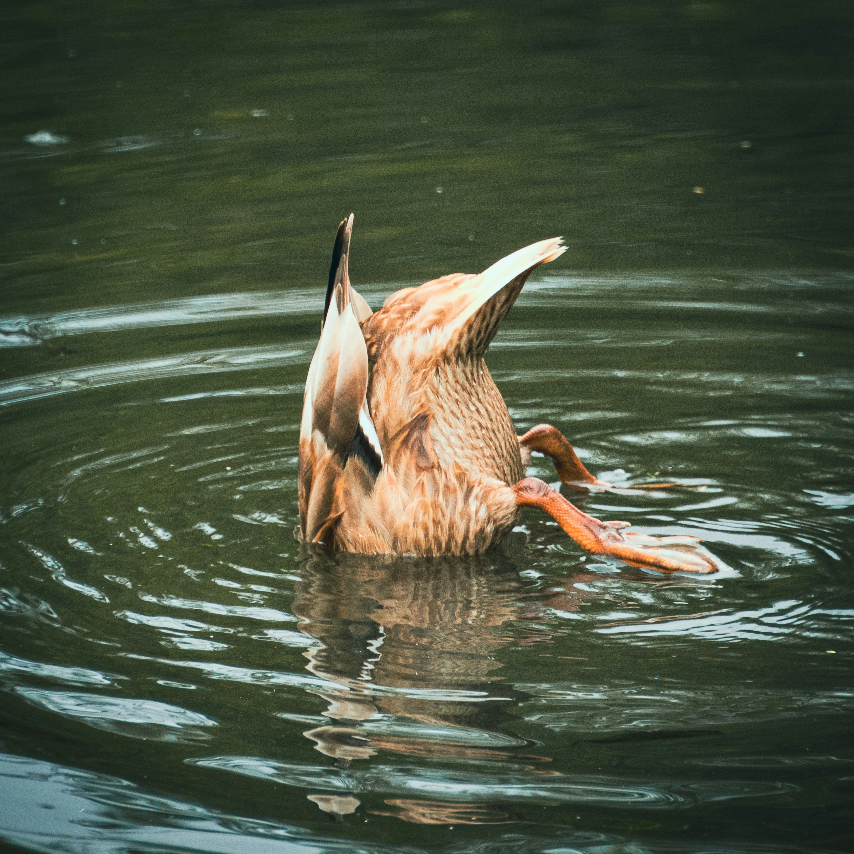 Brown duck on water during daytime photo – Free Rickmansworth Image on ...