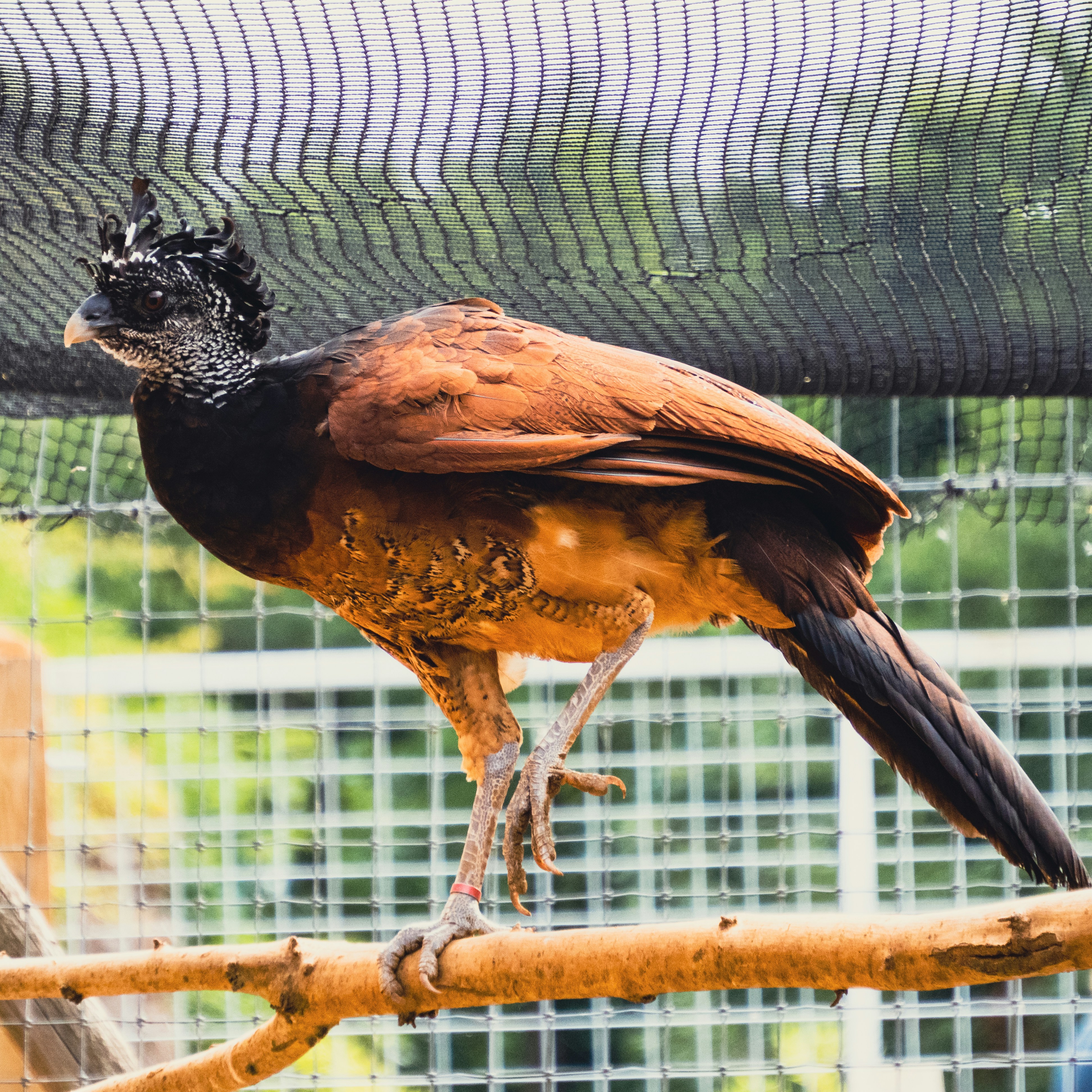 Embercrest on a Bar: A Rust-Colored Crested Bird Behind Mesh