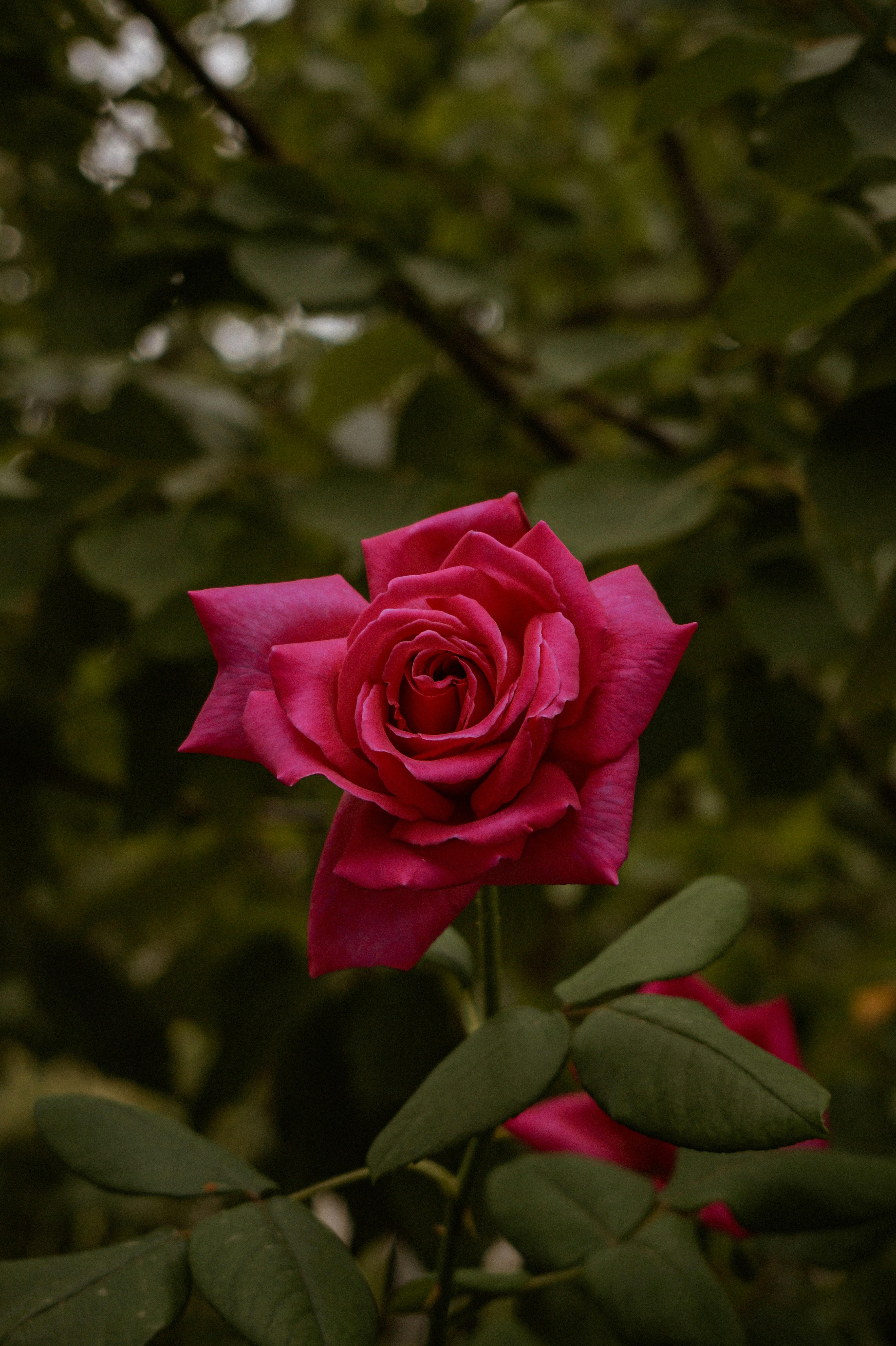 Vibrant pink rose surrounded by lush green foliage, showcasing its intricate petals and natural beauty.