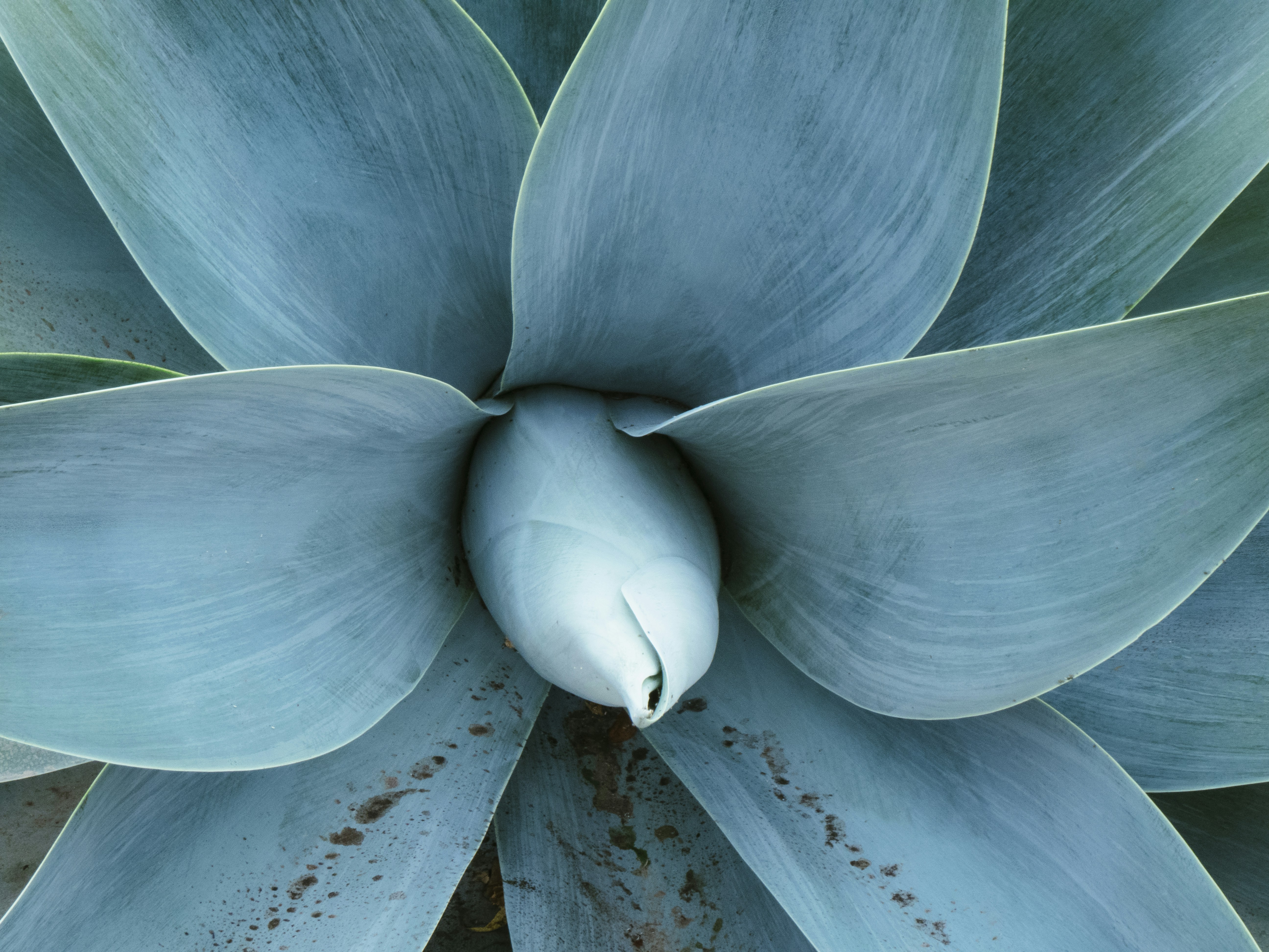 Close-up of a succulent plant showcasing its intricate leaf patterns and soft hues. The image highlights the plant's natural beauty and texture.